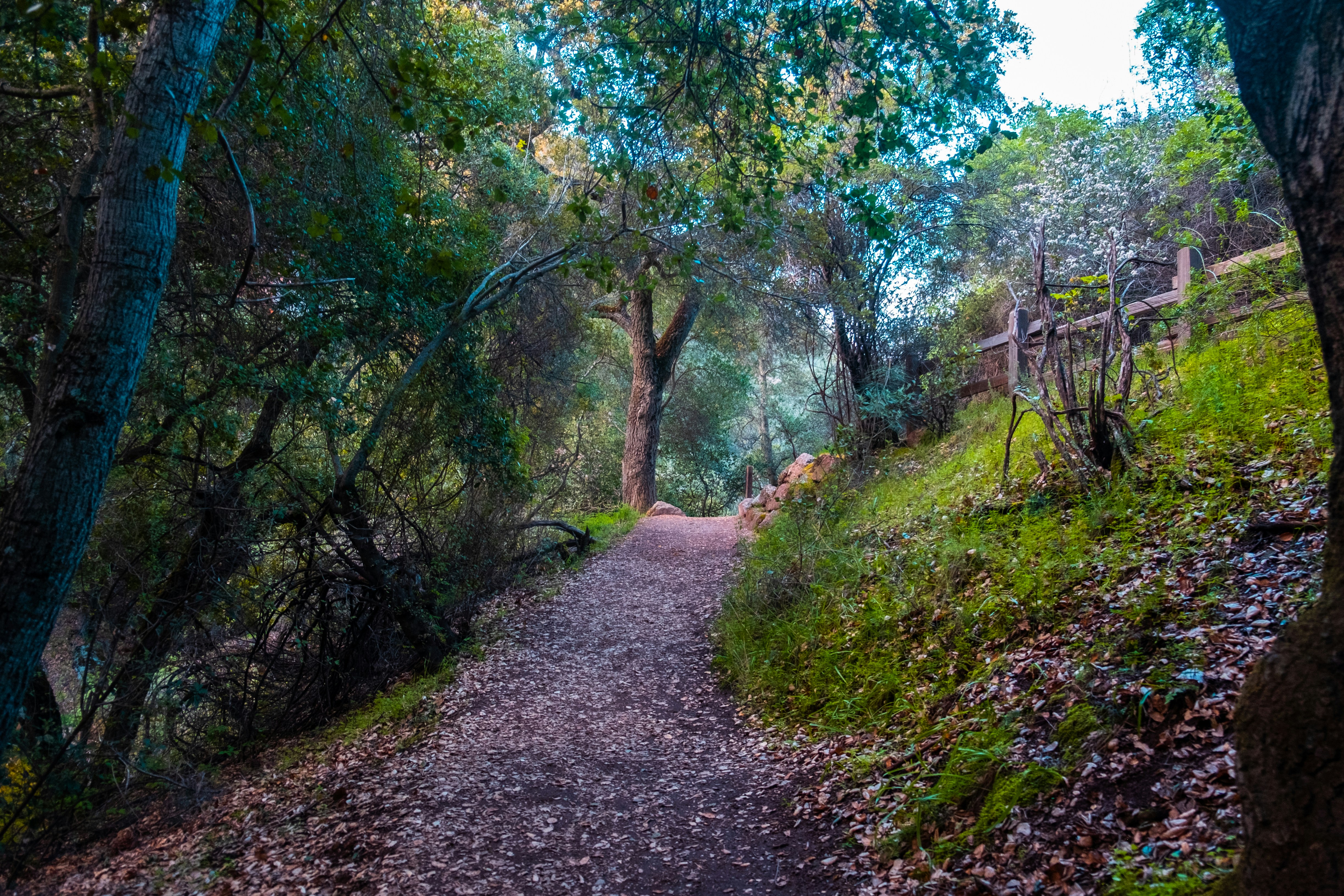Un chemin à travers une forêt avec beaucoup d’arbres photo – Photo ...