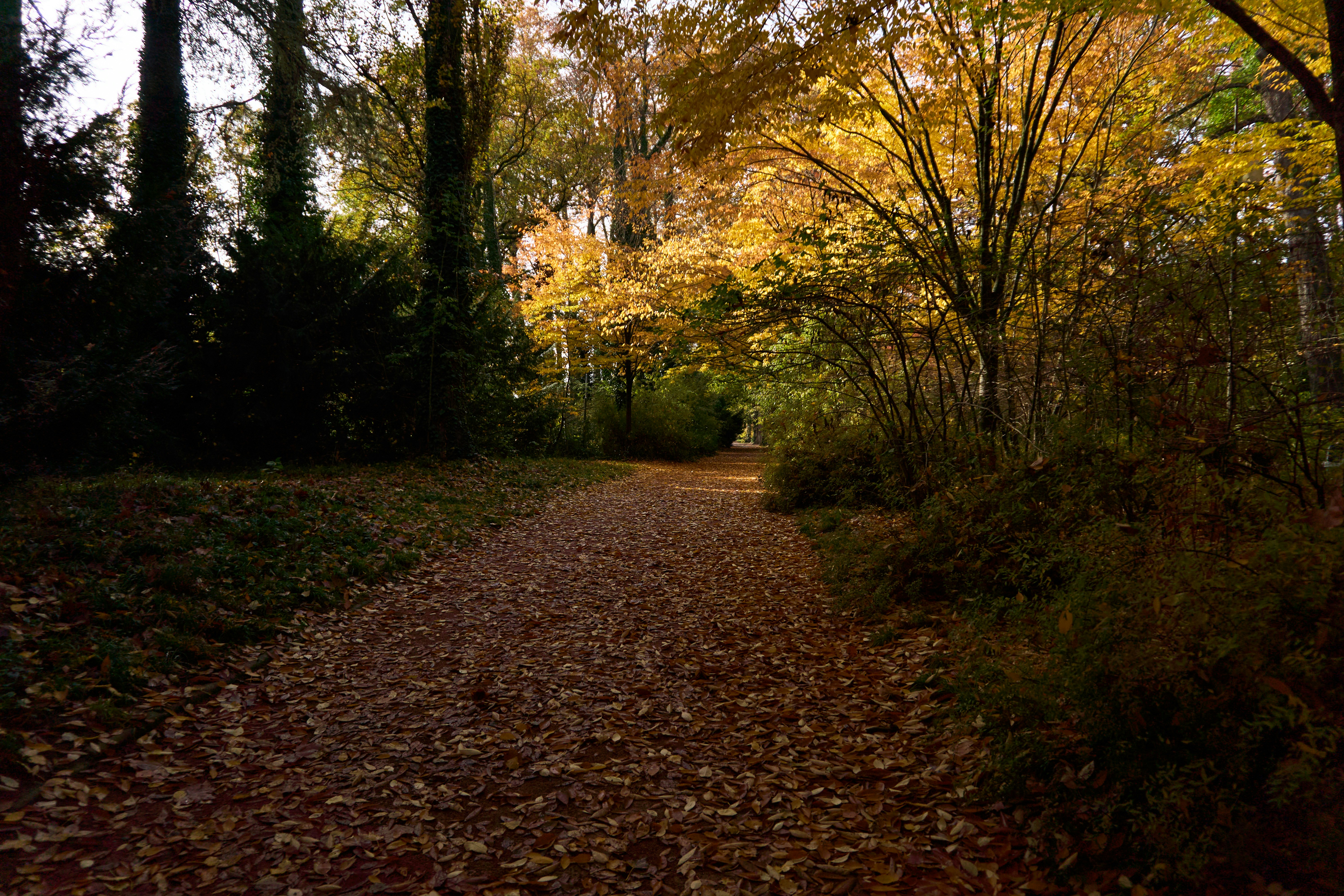 Leaf-strewn path winding through a forest with golden autumn foliage under a soft, overcast sky.