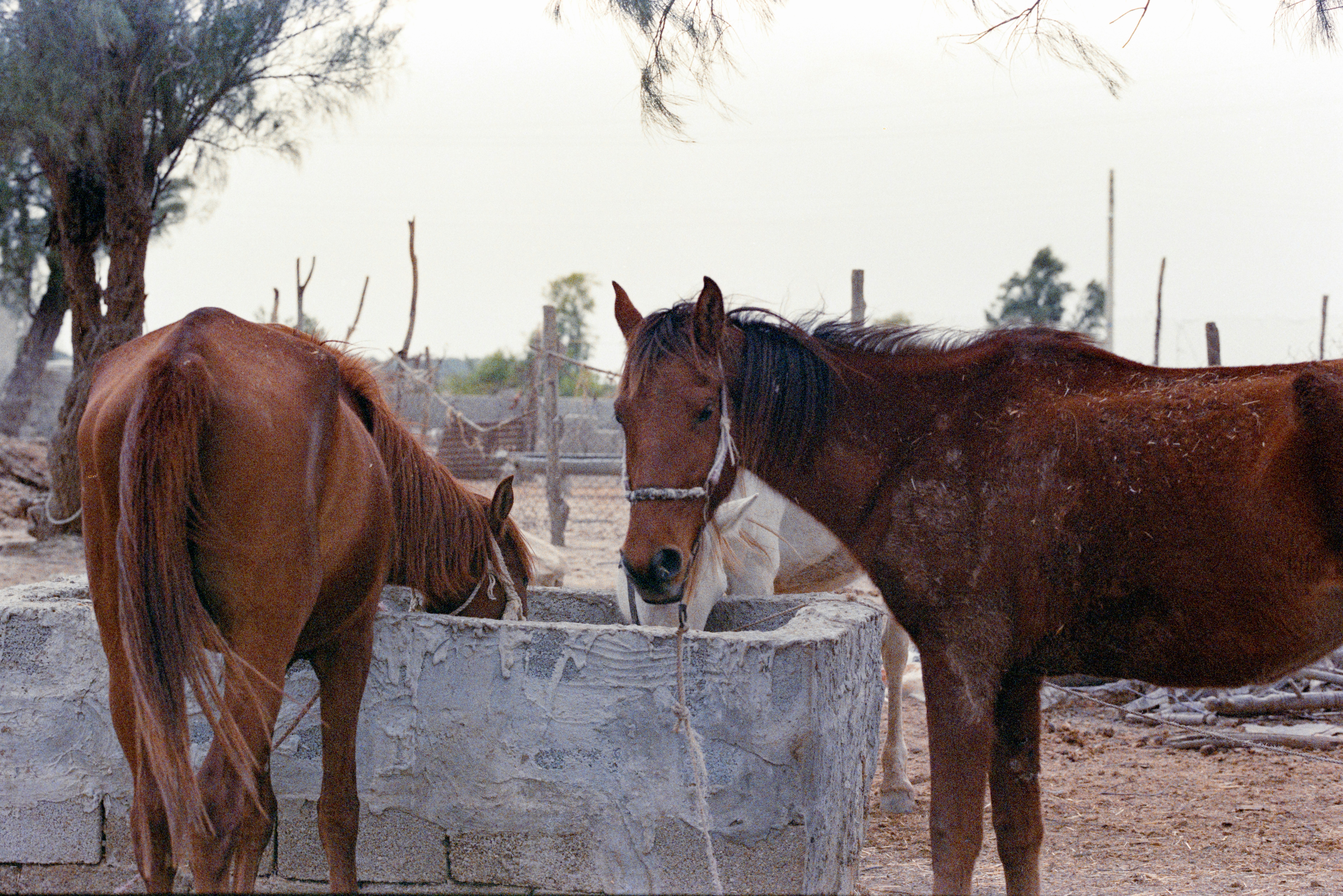 Three horses gather at a concrete trough, two brown and one white, under a cloudy sky.