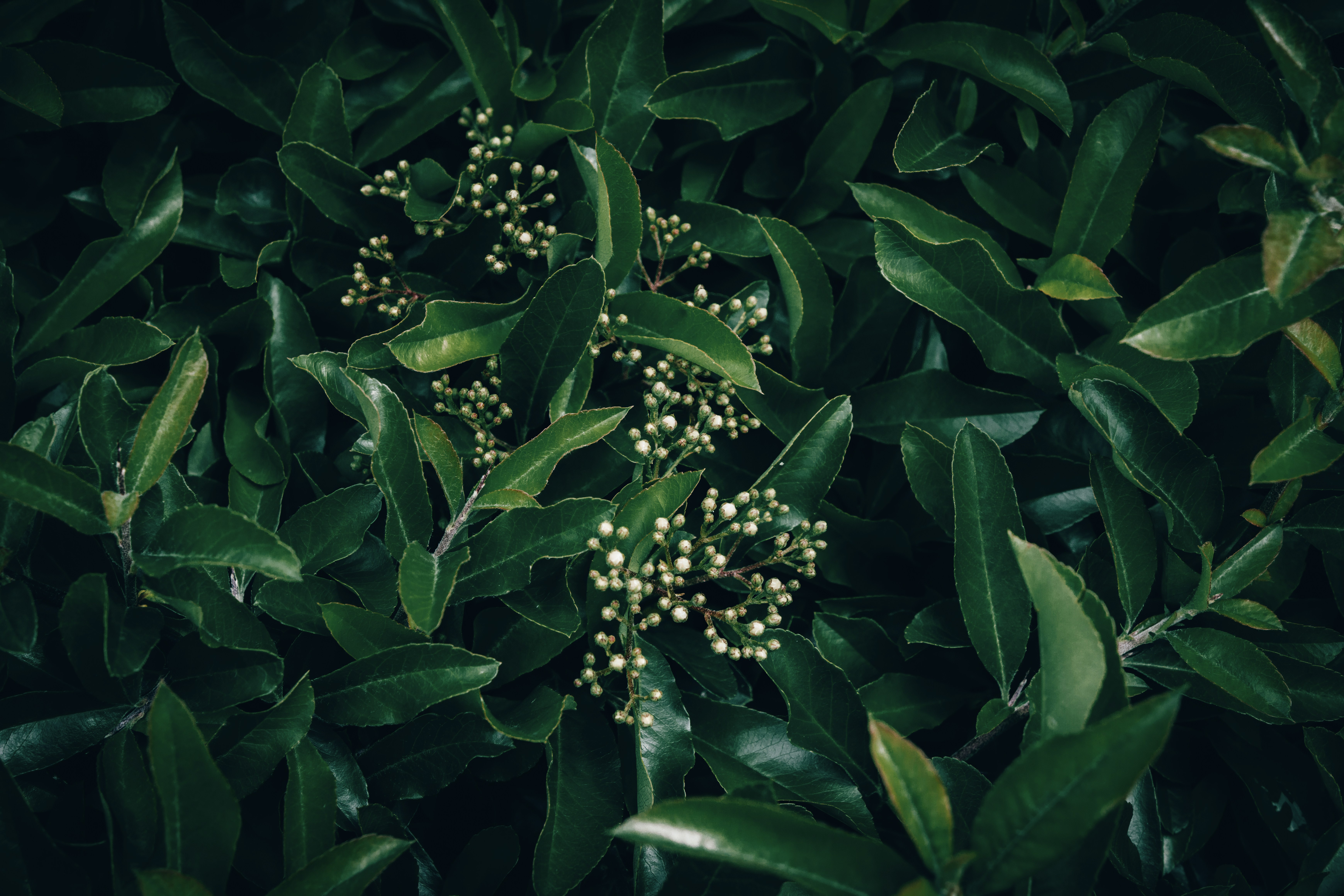 Verdant Microcosm: Pearls Among the Leaves