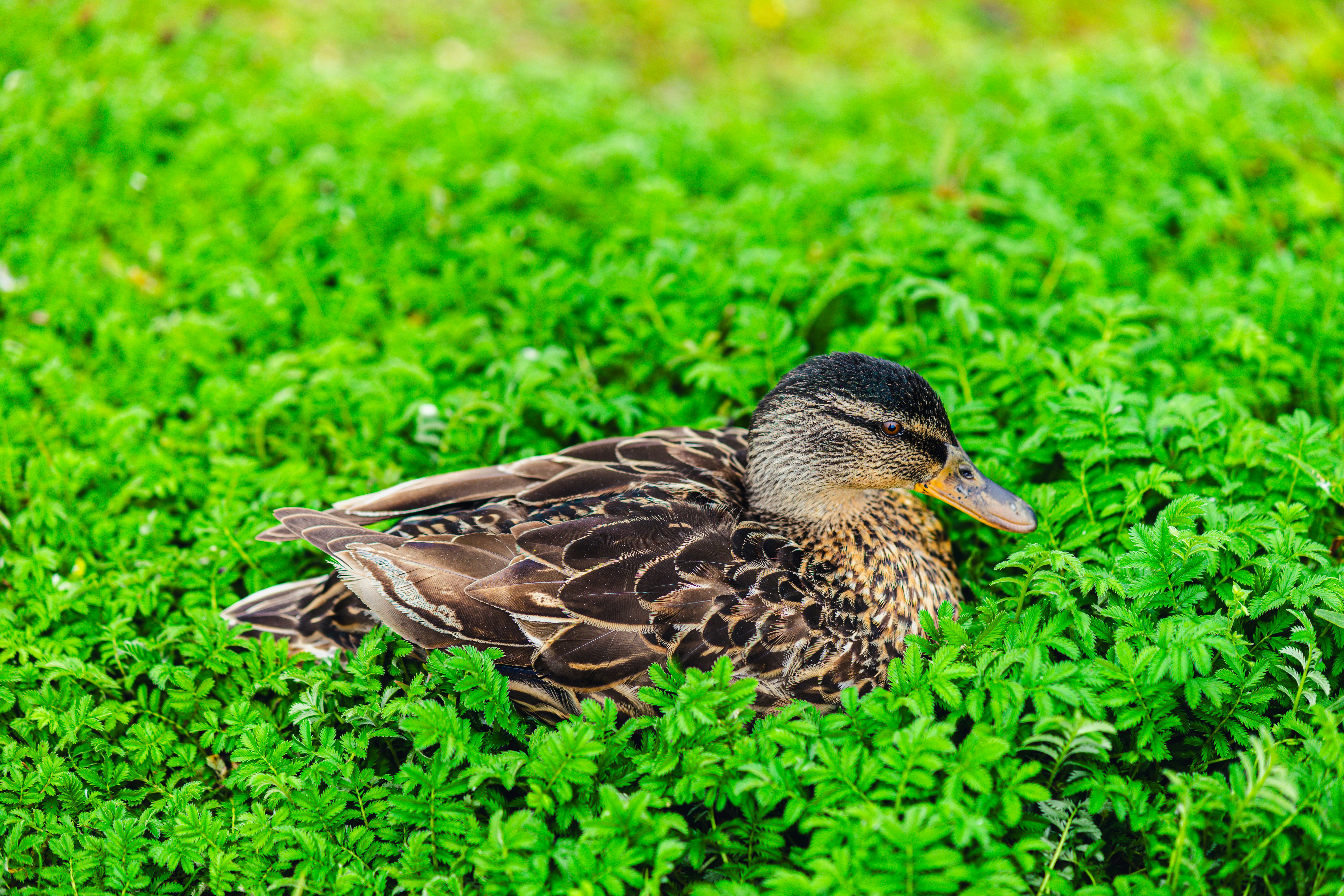 Mallard Resting in a Lush Carpet of Clover