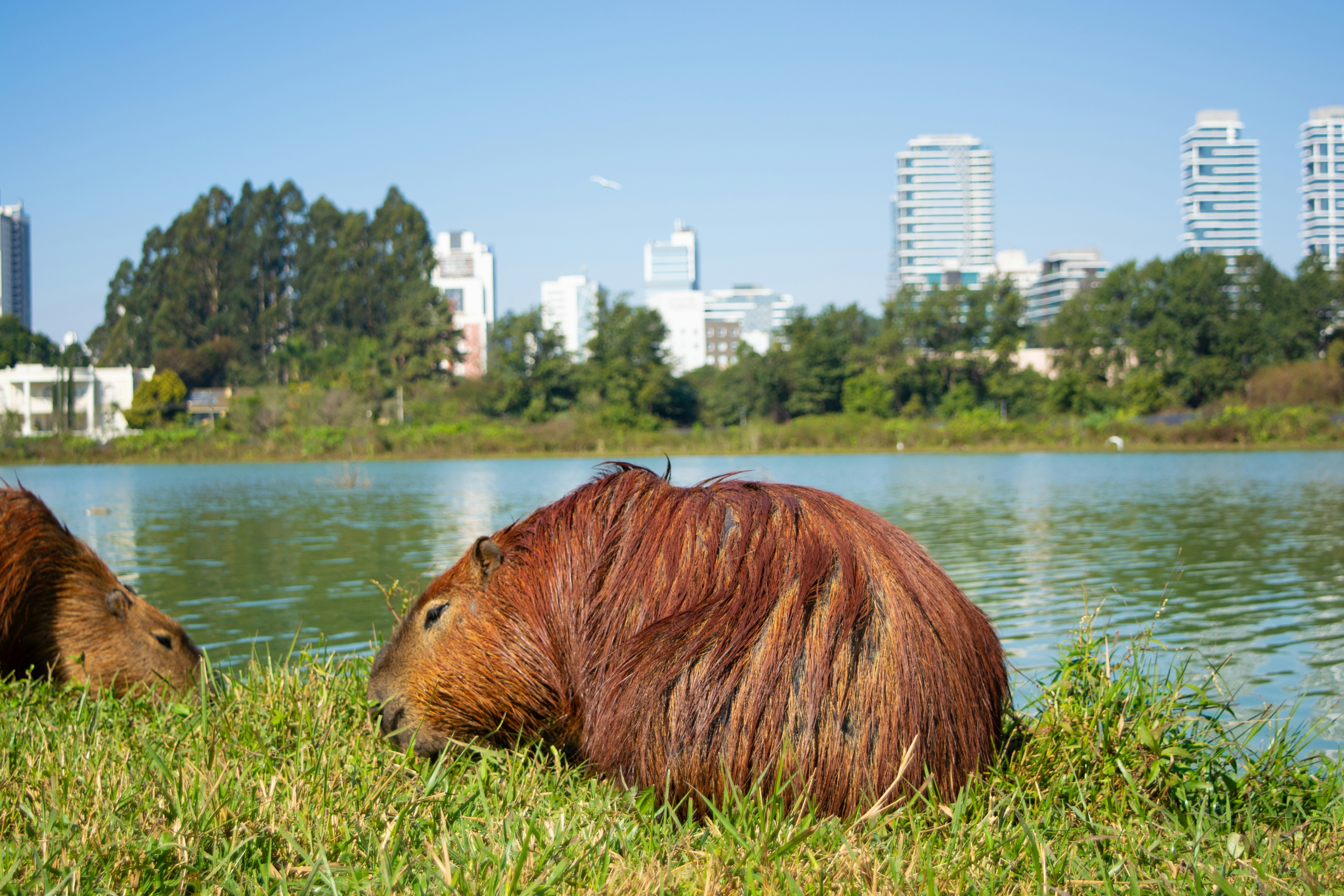 Capybara by the City Lake: Quiet Moment Amid Skyscrapers