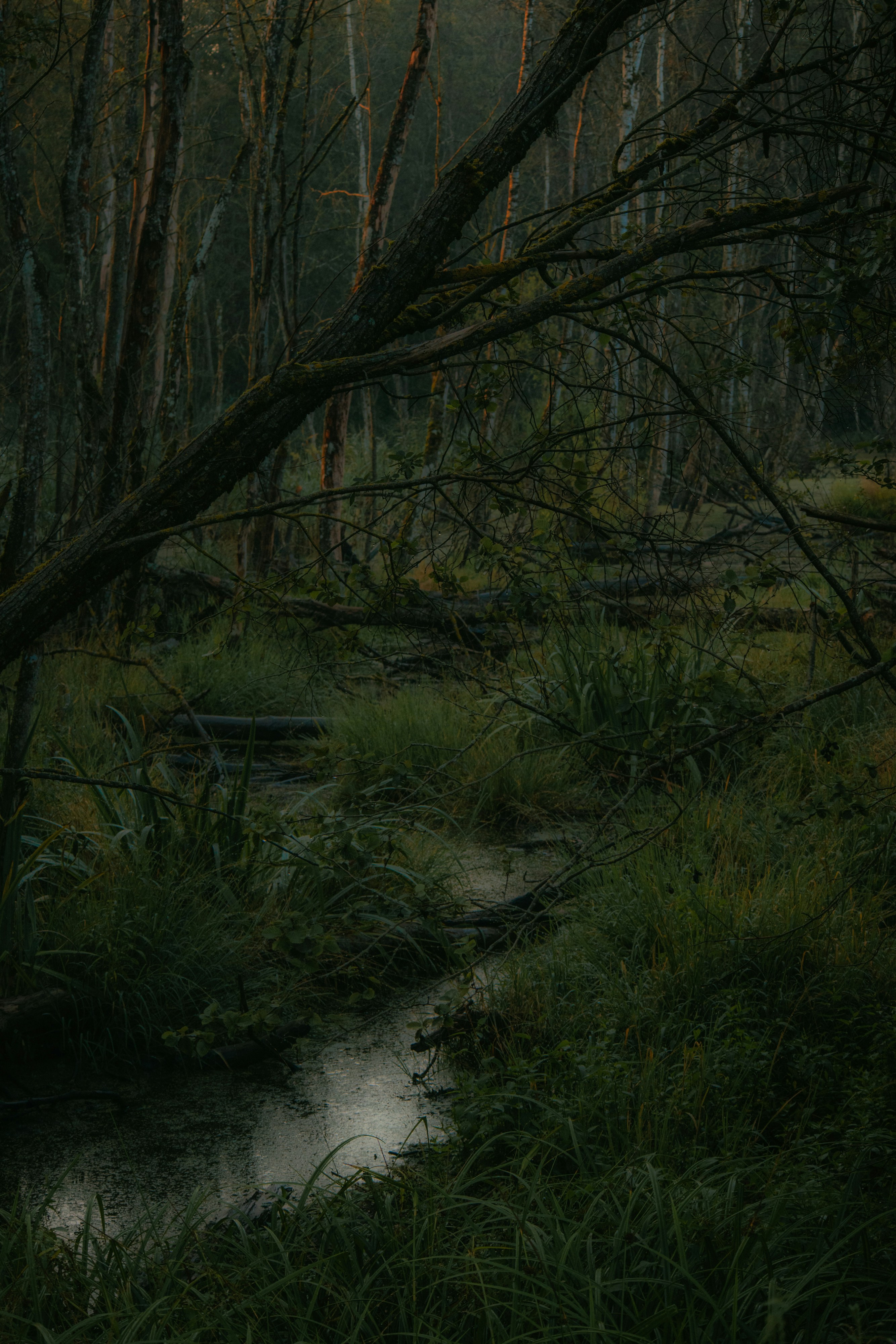 Shadowed Stream Under a Fallen Giant