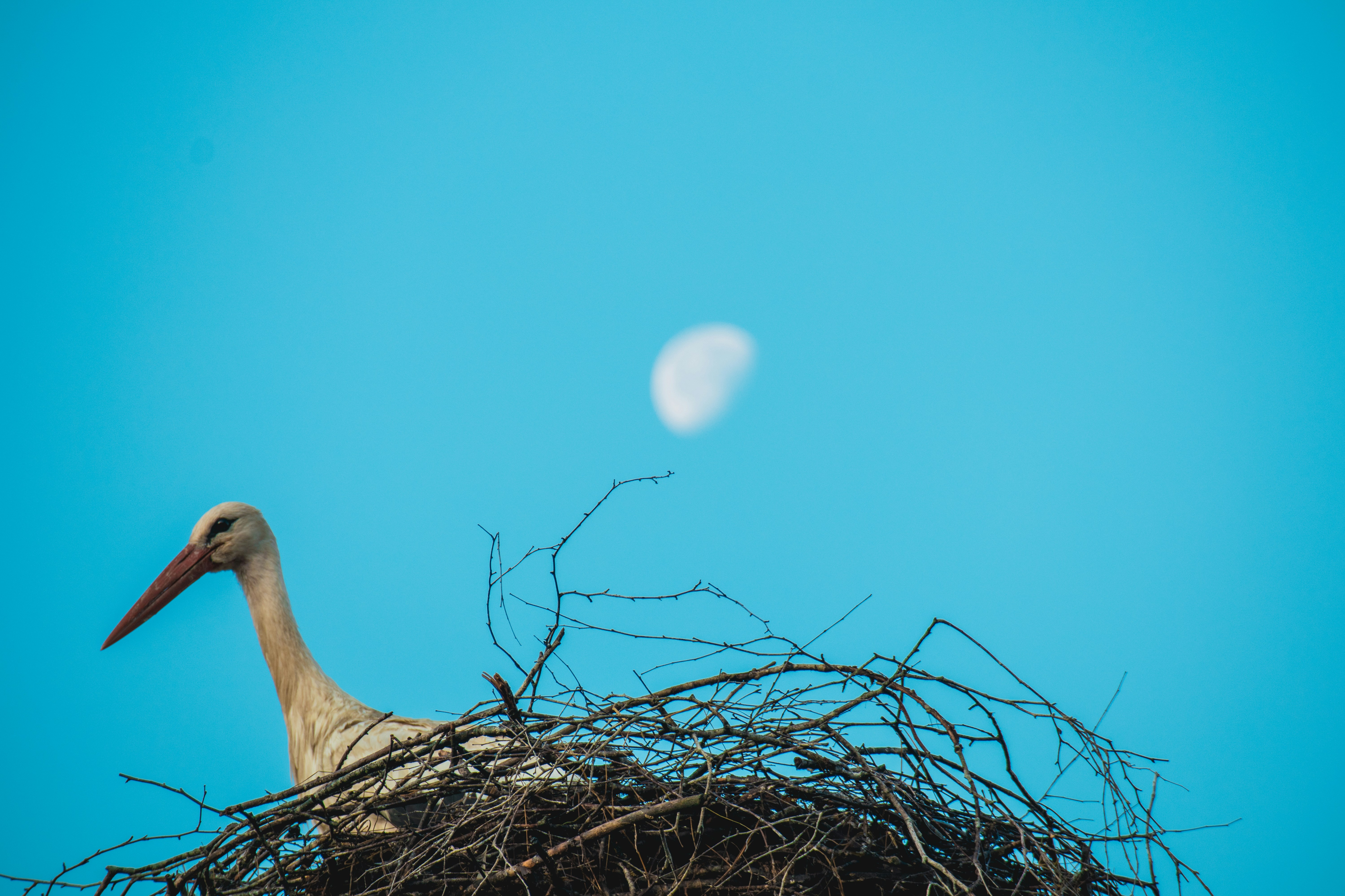 Nest Guardian Under a Clear Sky