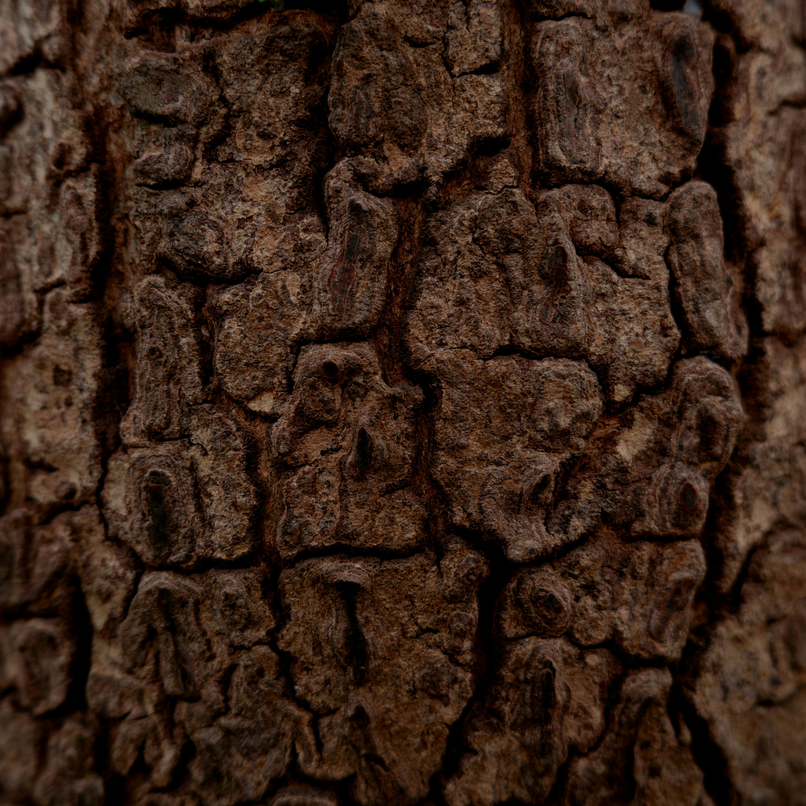 Rough Ledger of the Tree: Macro Portrait of Bark's Textured Armor