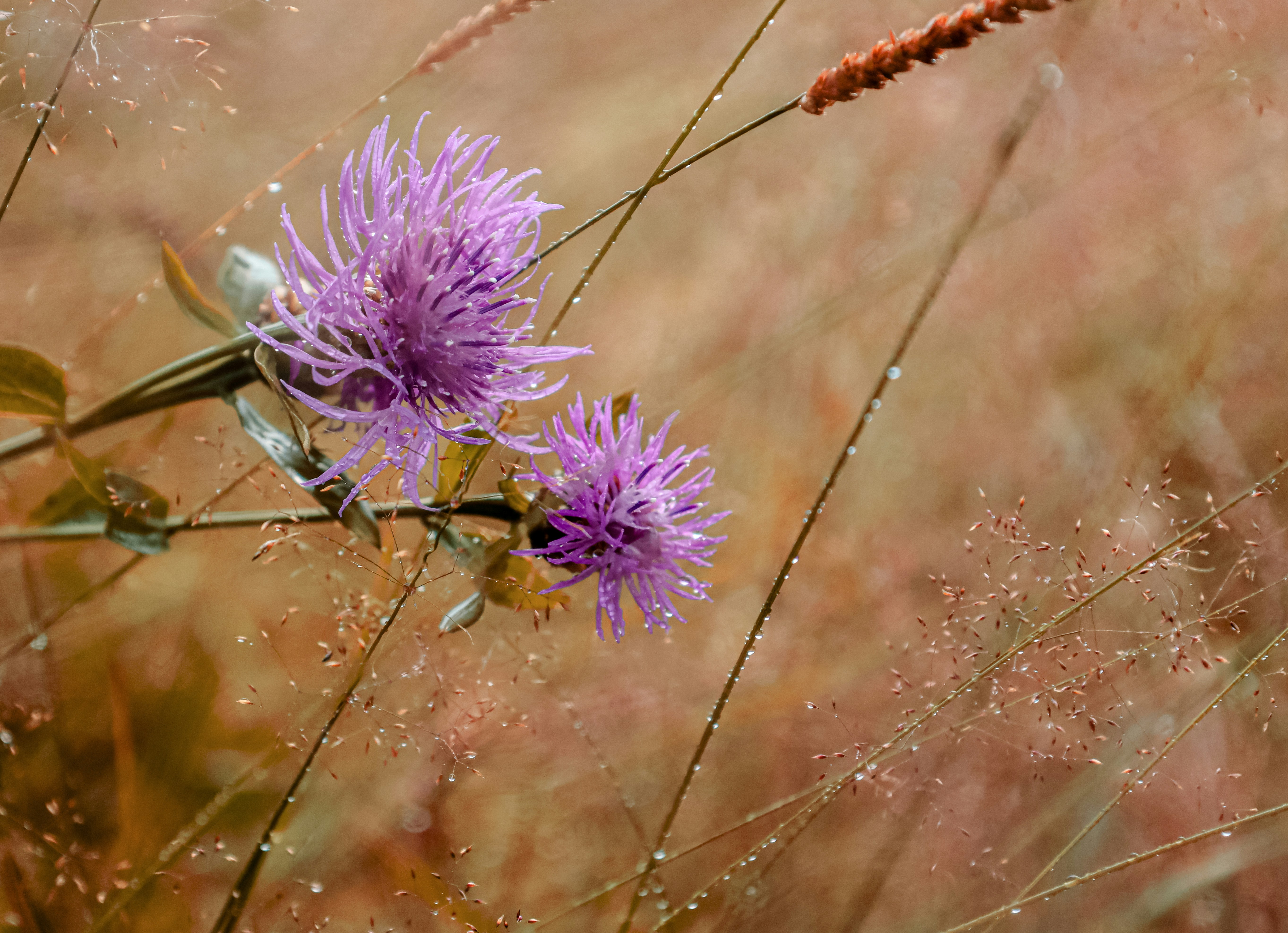 Dew-Kissed Violet: a Thistle in a Meadow of Silks