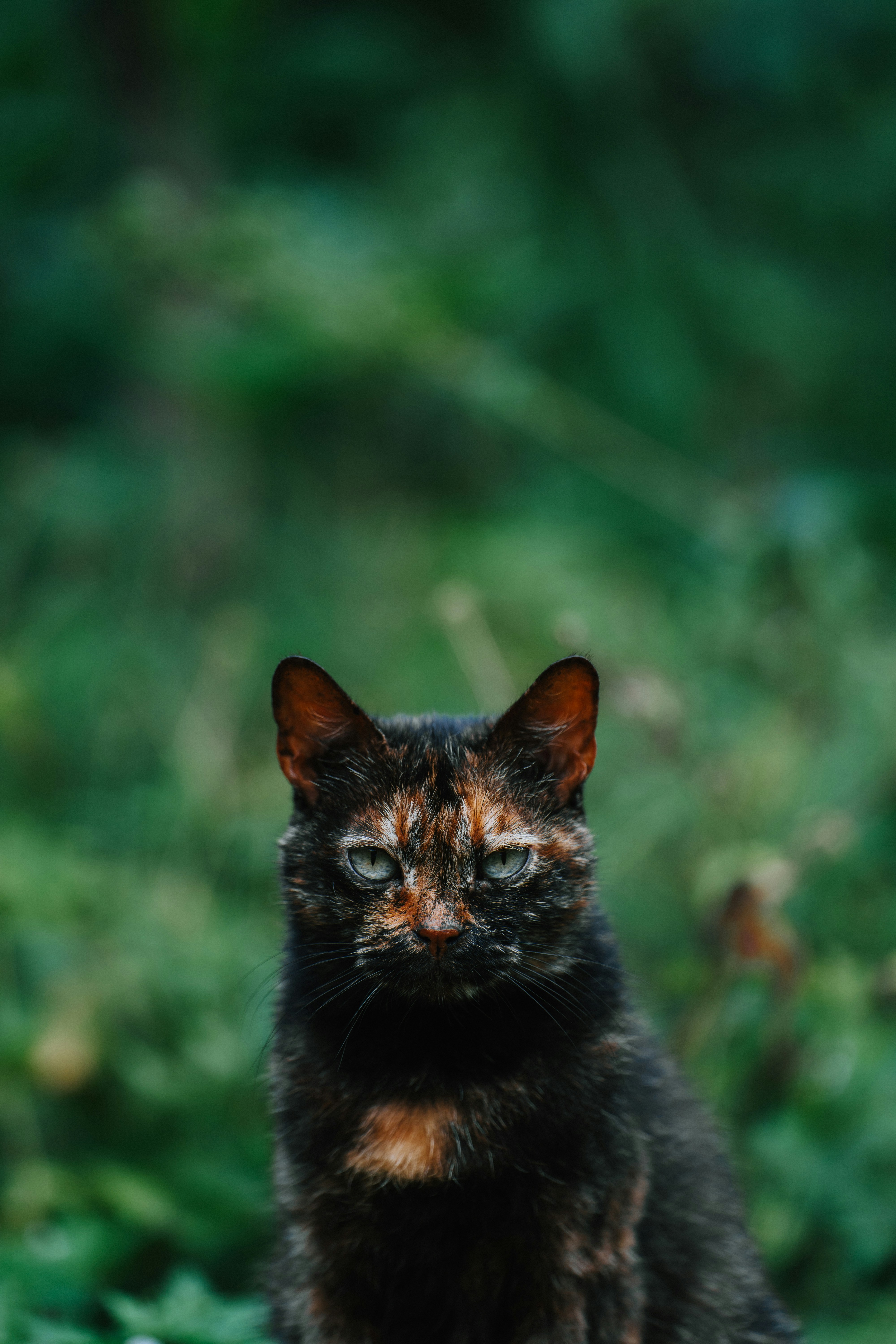 A black and brown cat sitting on top of a lush green field photo – Free ...
