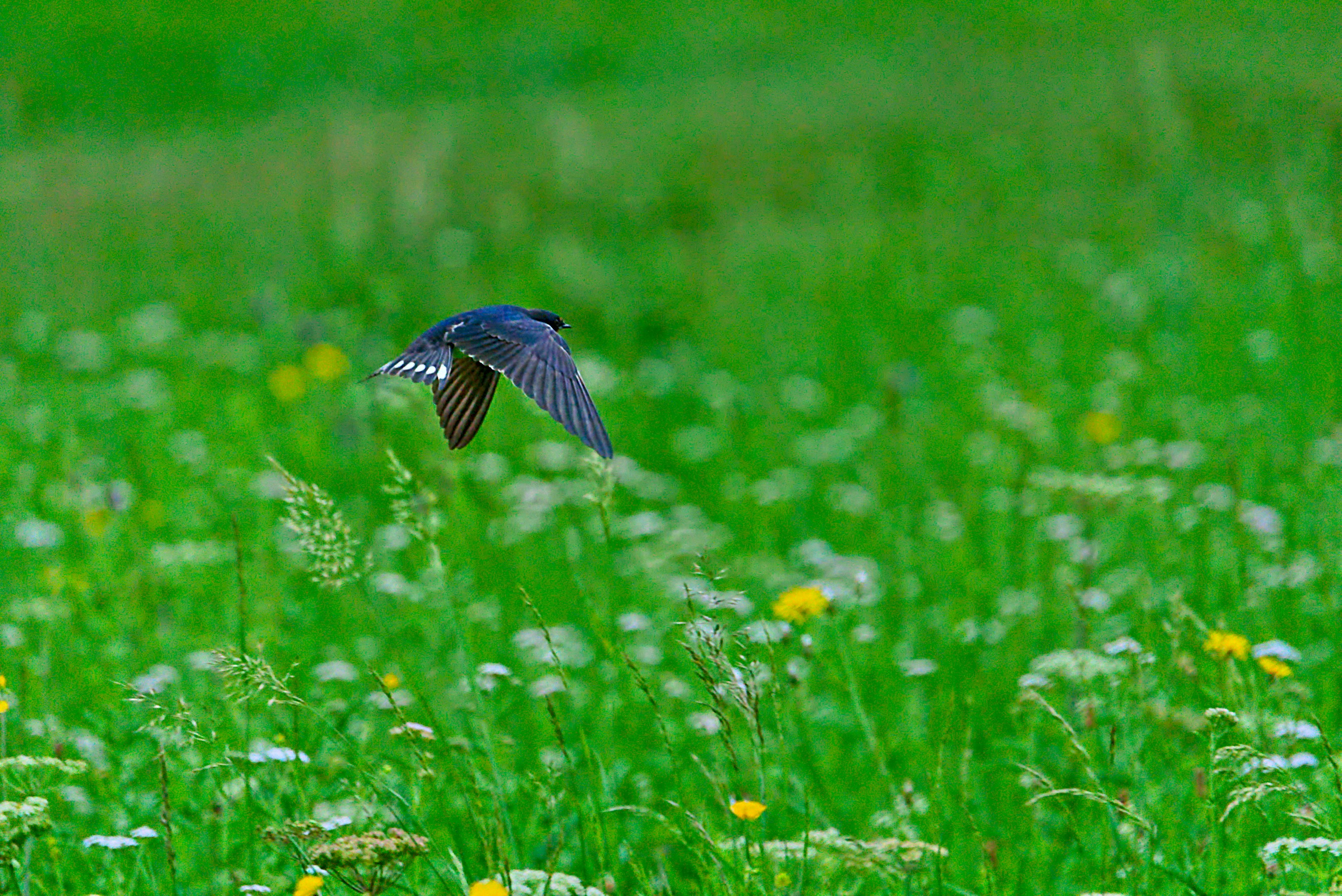 A small bird flying over a lush green field photo – Free Schwalbe Image ...