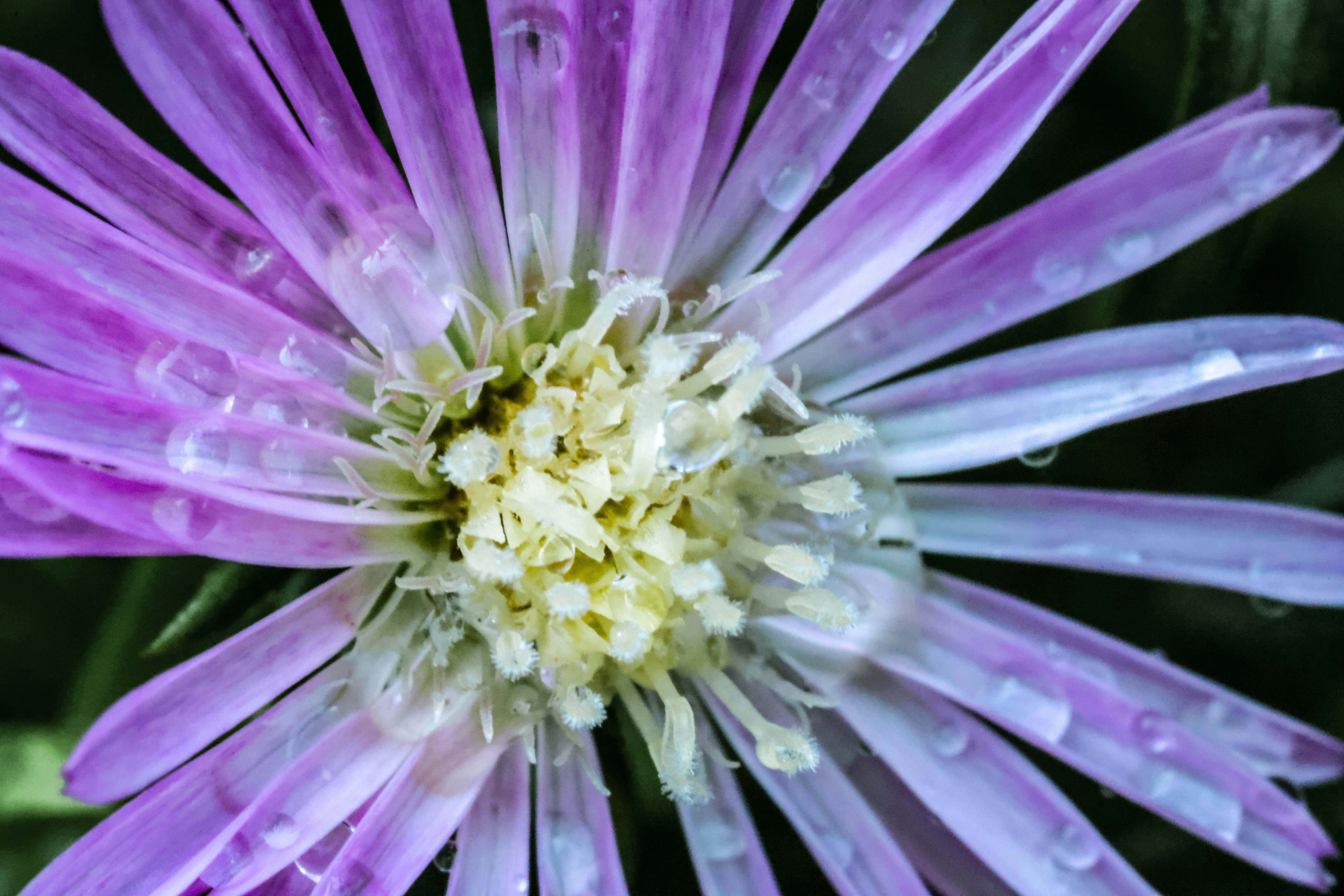 Dewlit Violet Bloom: a macro portrait of a purple starflower