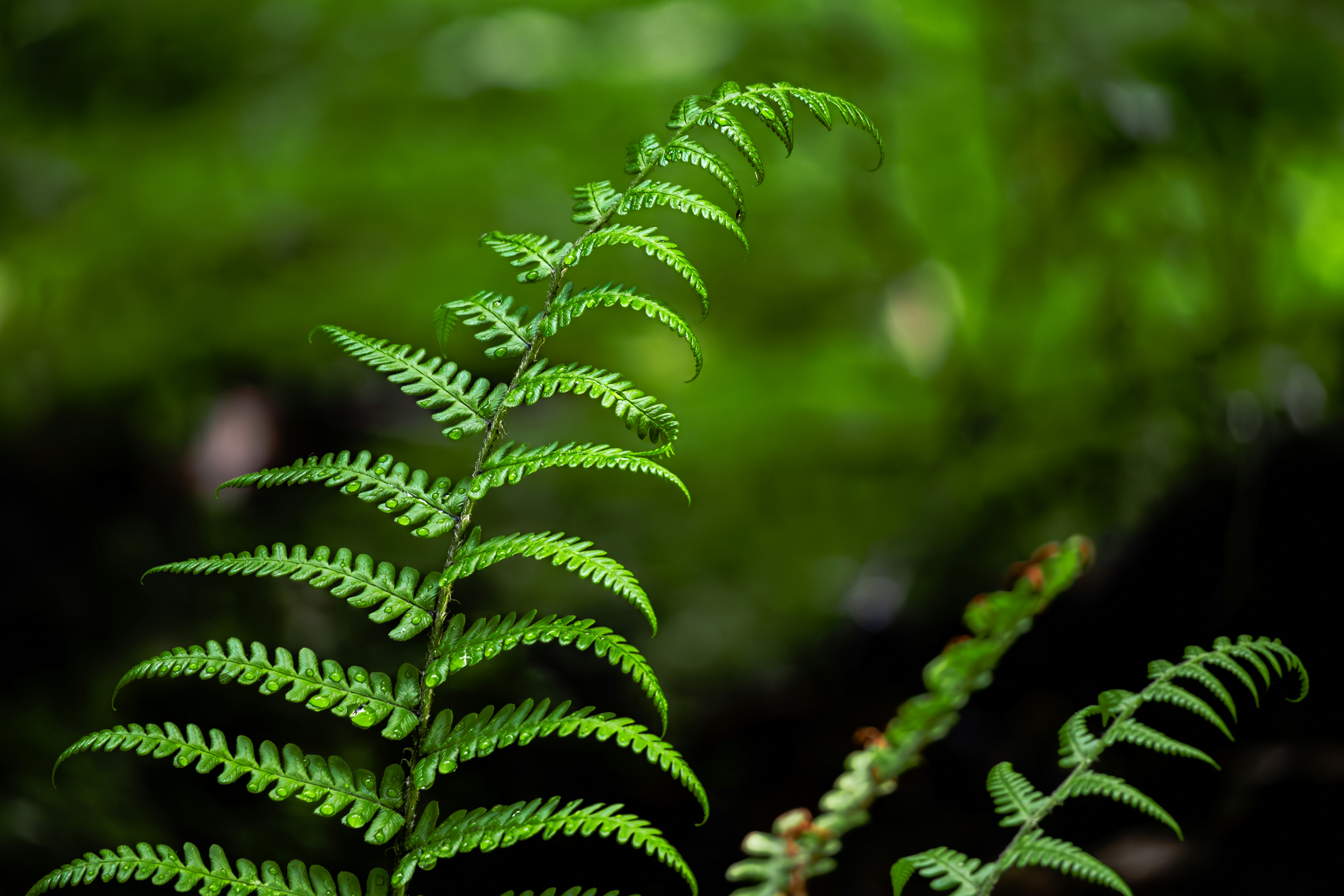 Photo by Kyle Hinkson with Sony Alpha 6400