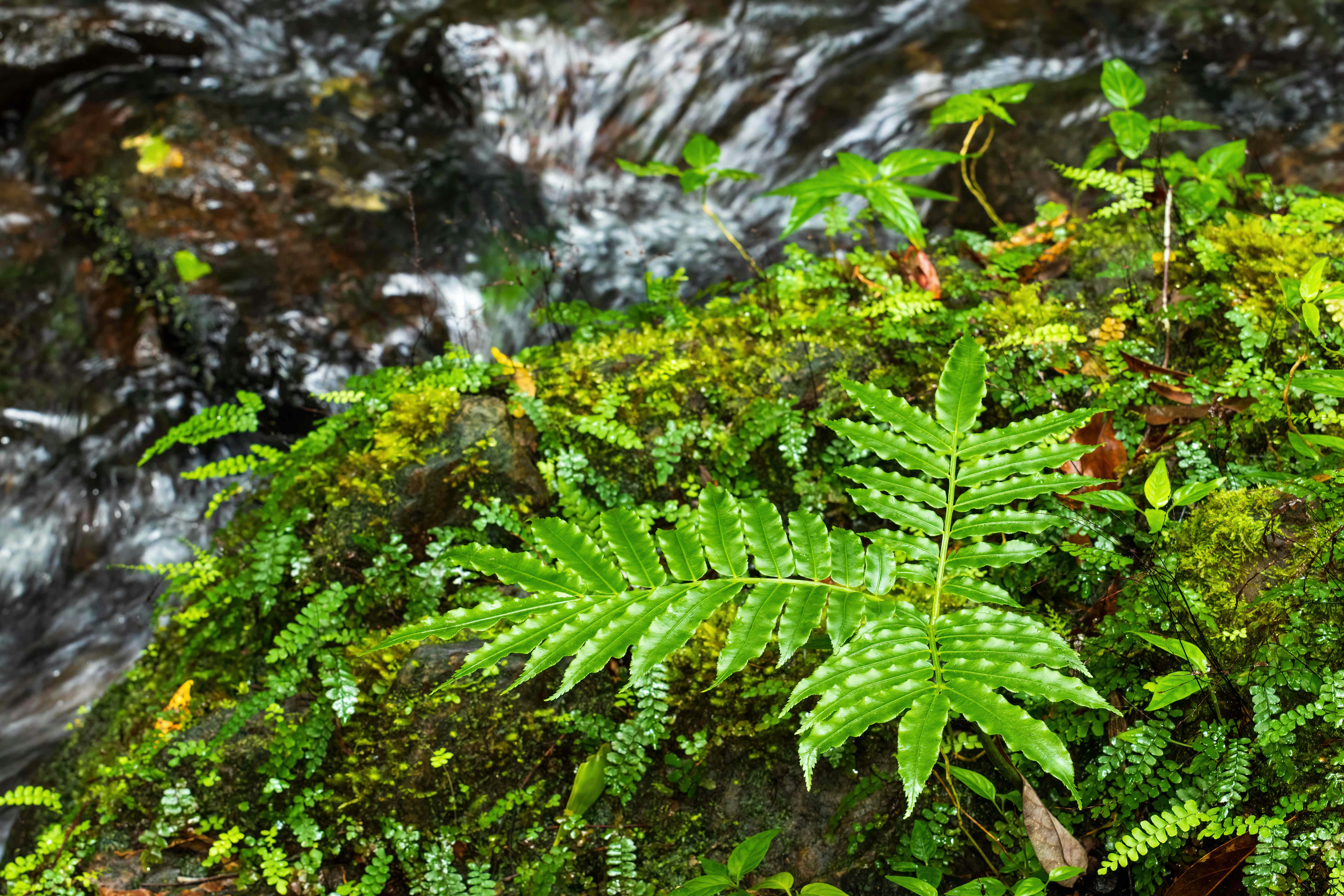 A close up of a plant near a stream photo – Free Land Image on Unsplash