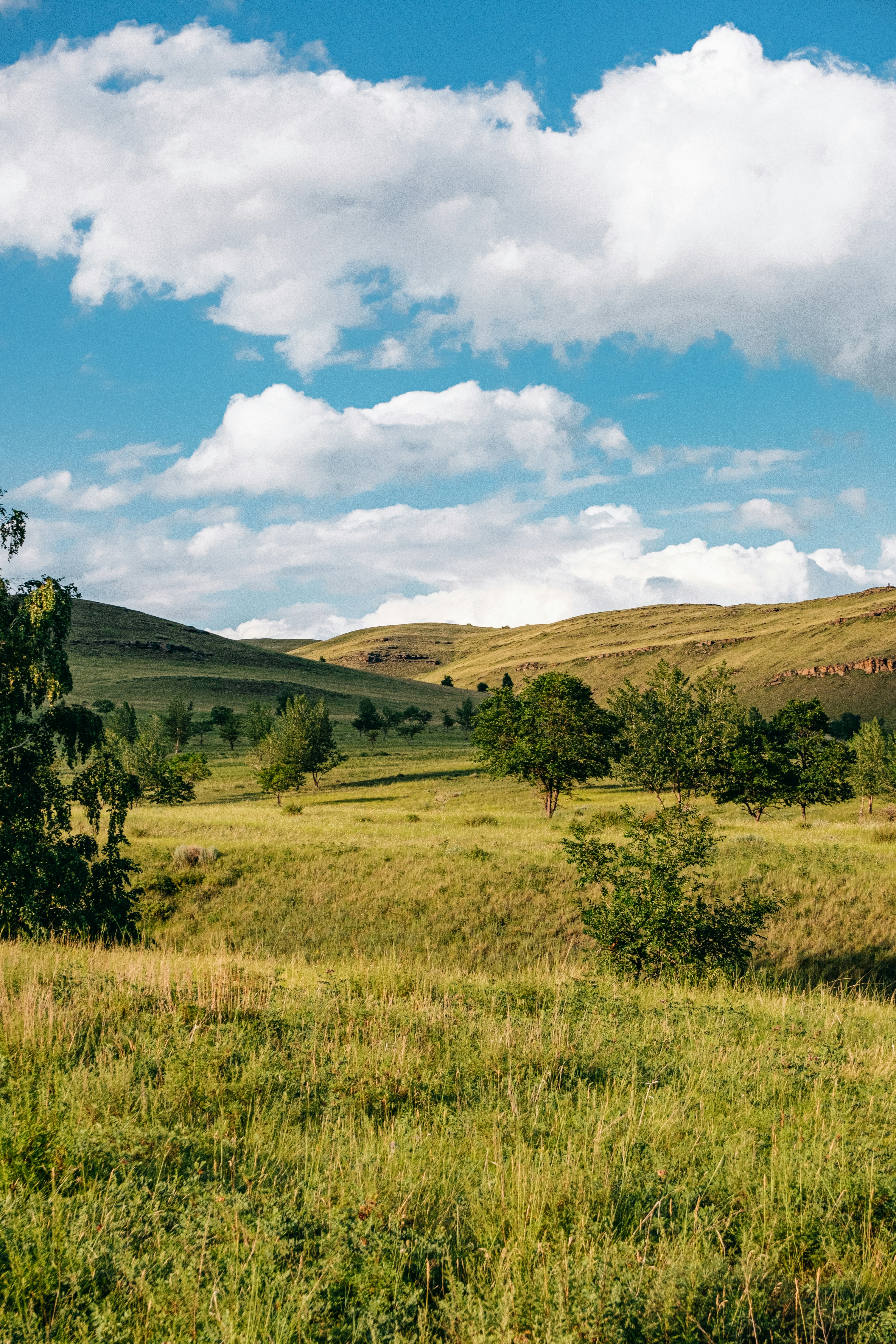 Foto zum Thema Ein großes offenes Feld mit ein paar Bäumen darin ...