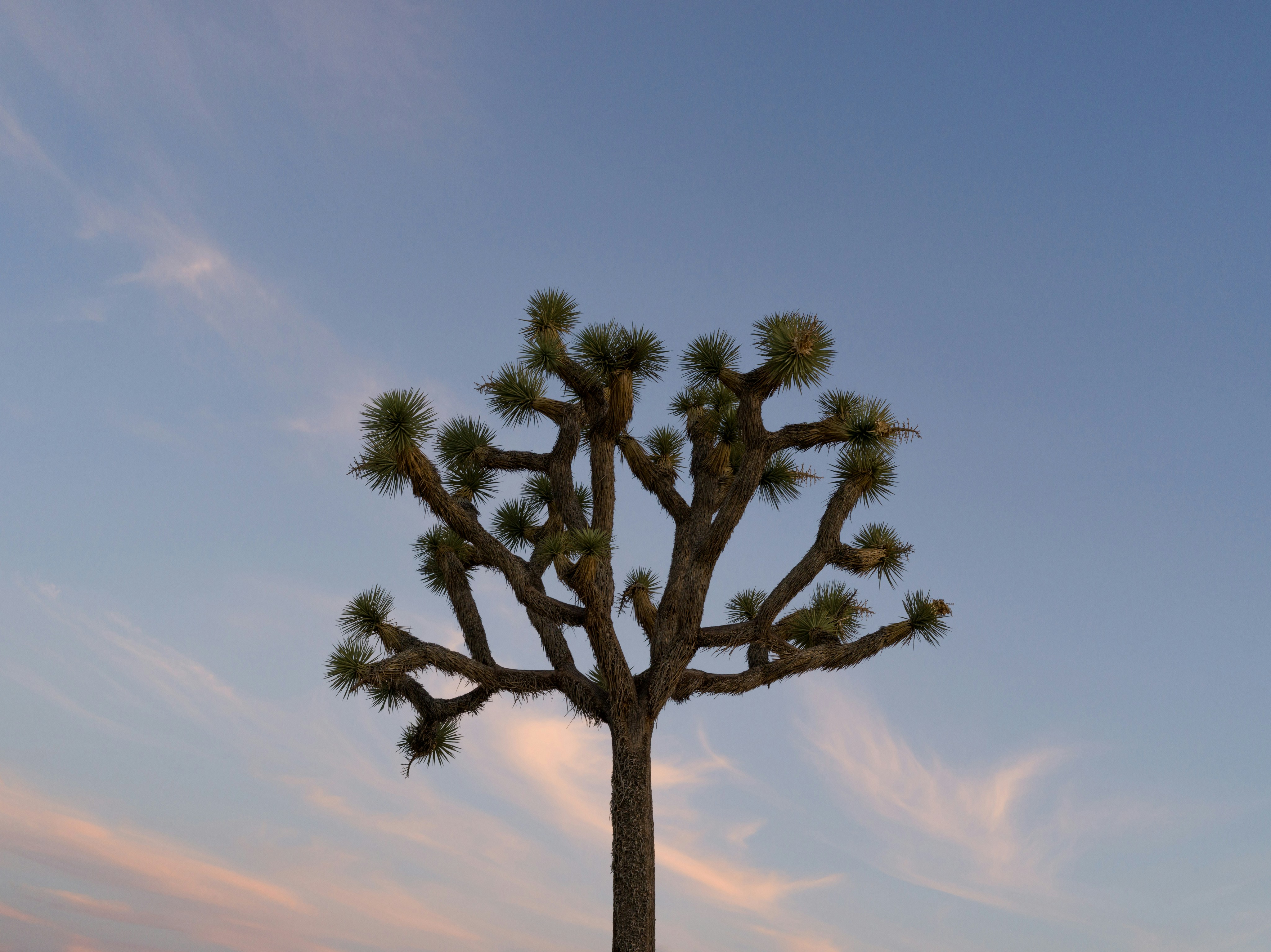A large cactus tree with a sky background photo – Free Wallpaper Image ...