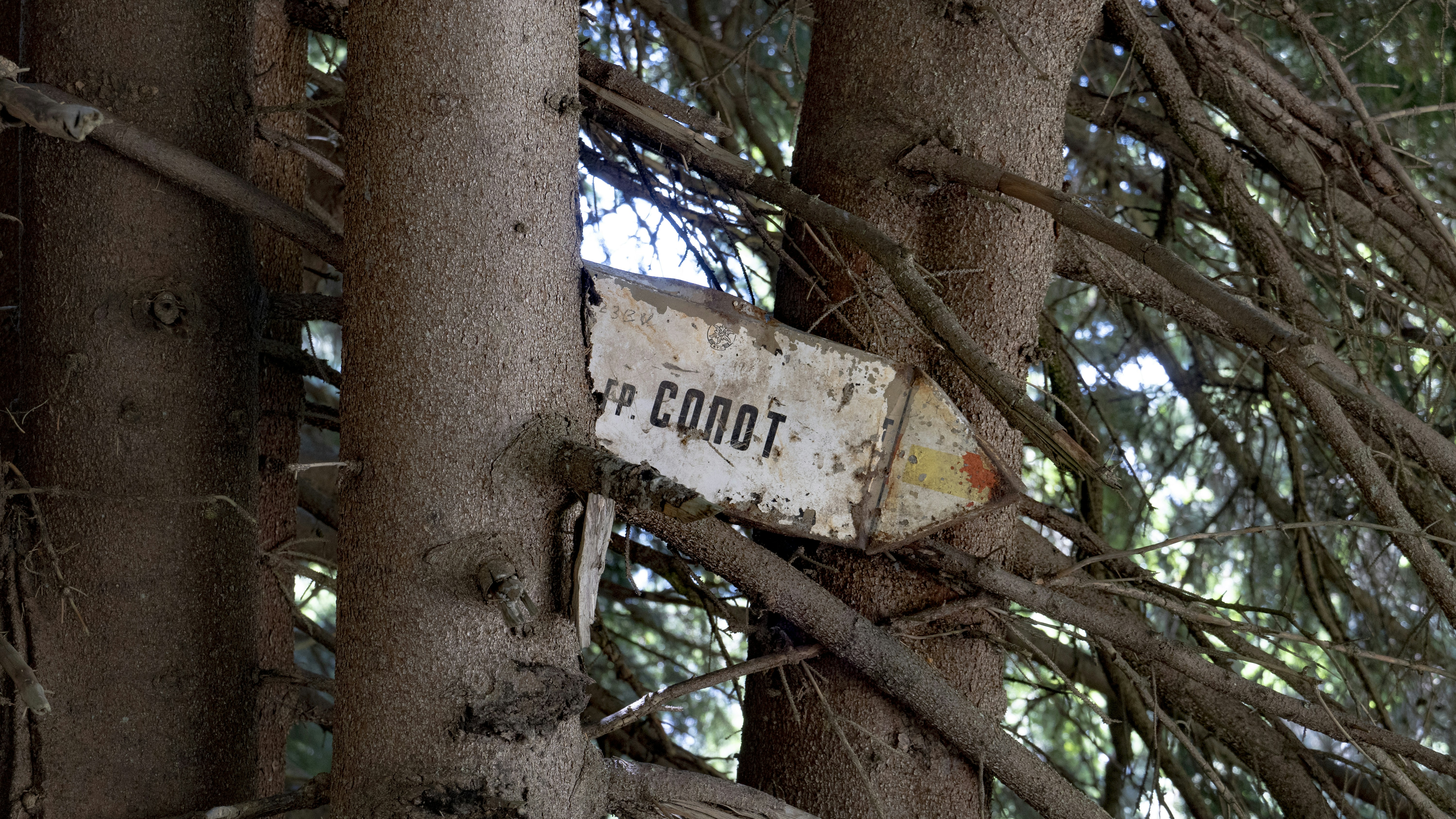 A rusted street sign hanging from a tree photo – Free Sopot Image on ...