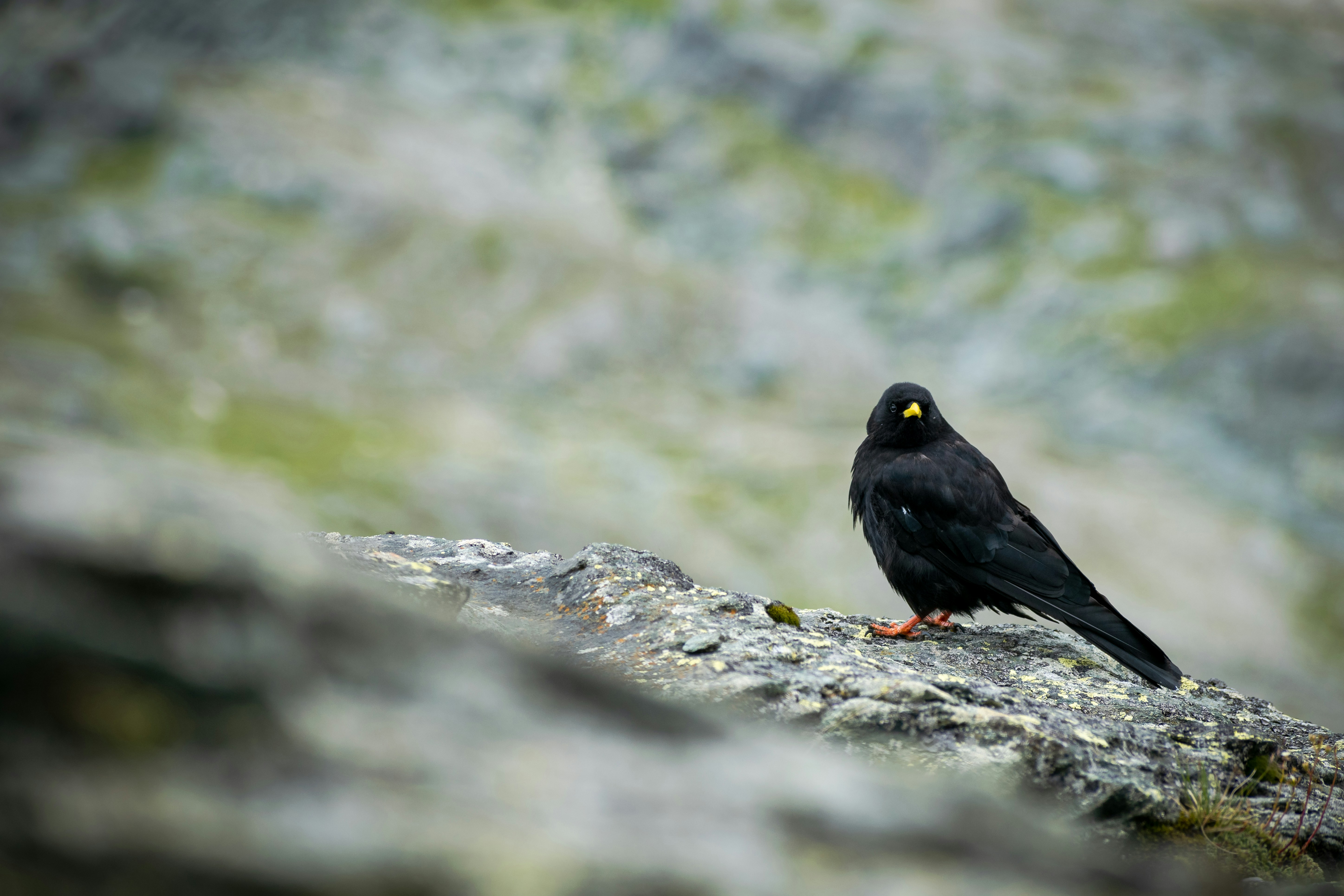 Un oiseau noir est assis sur un rocher photo – Image gratuite de ...