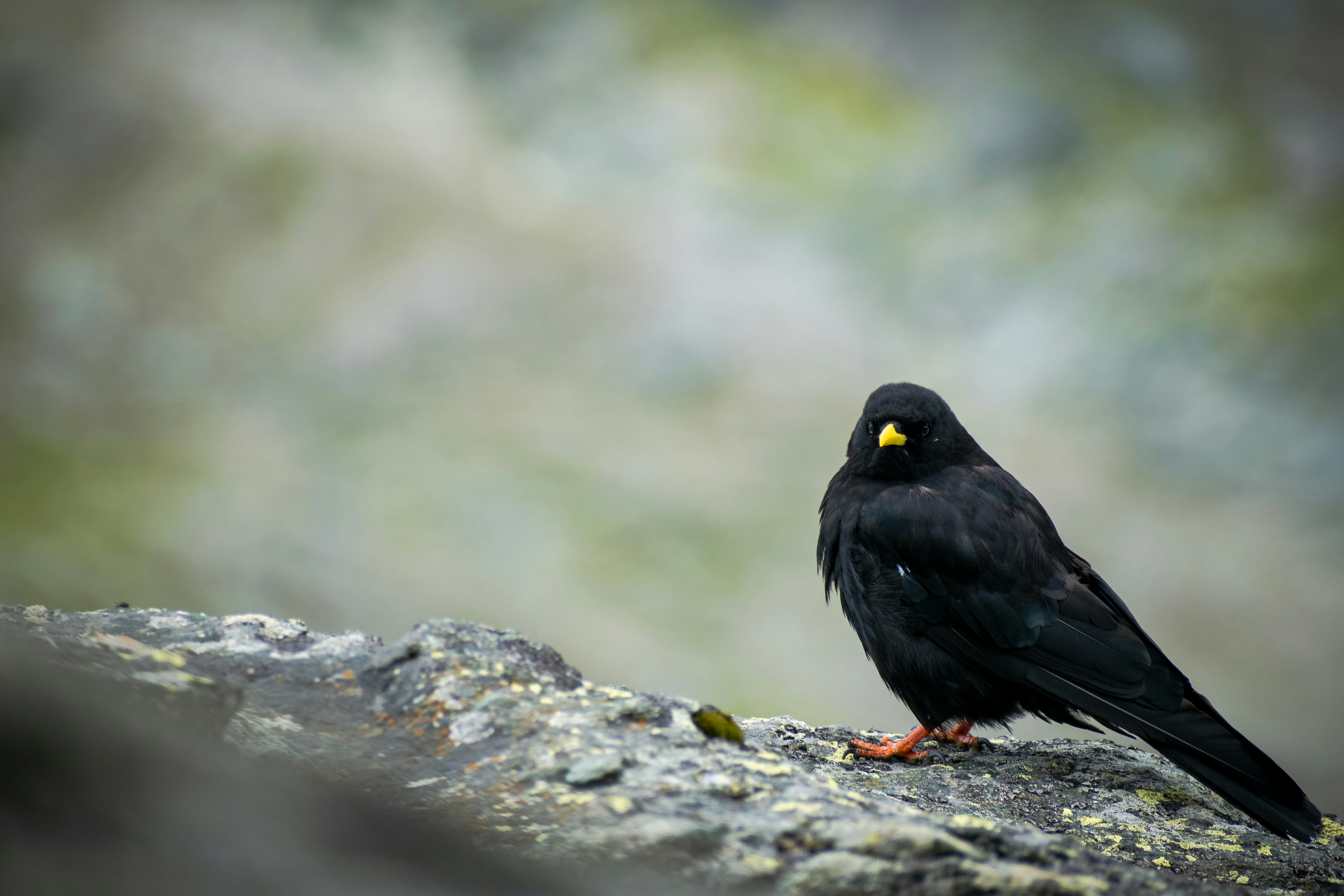 Un oiseau noir assis au sommet d’un rocher photo – Photo L'Autriche ...