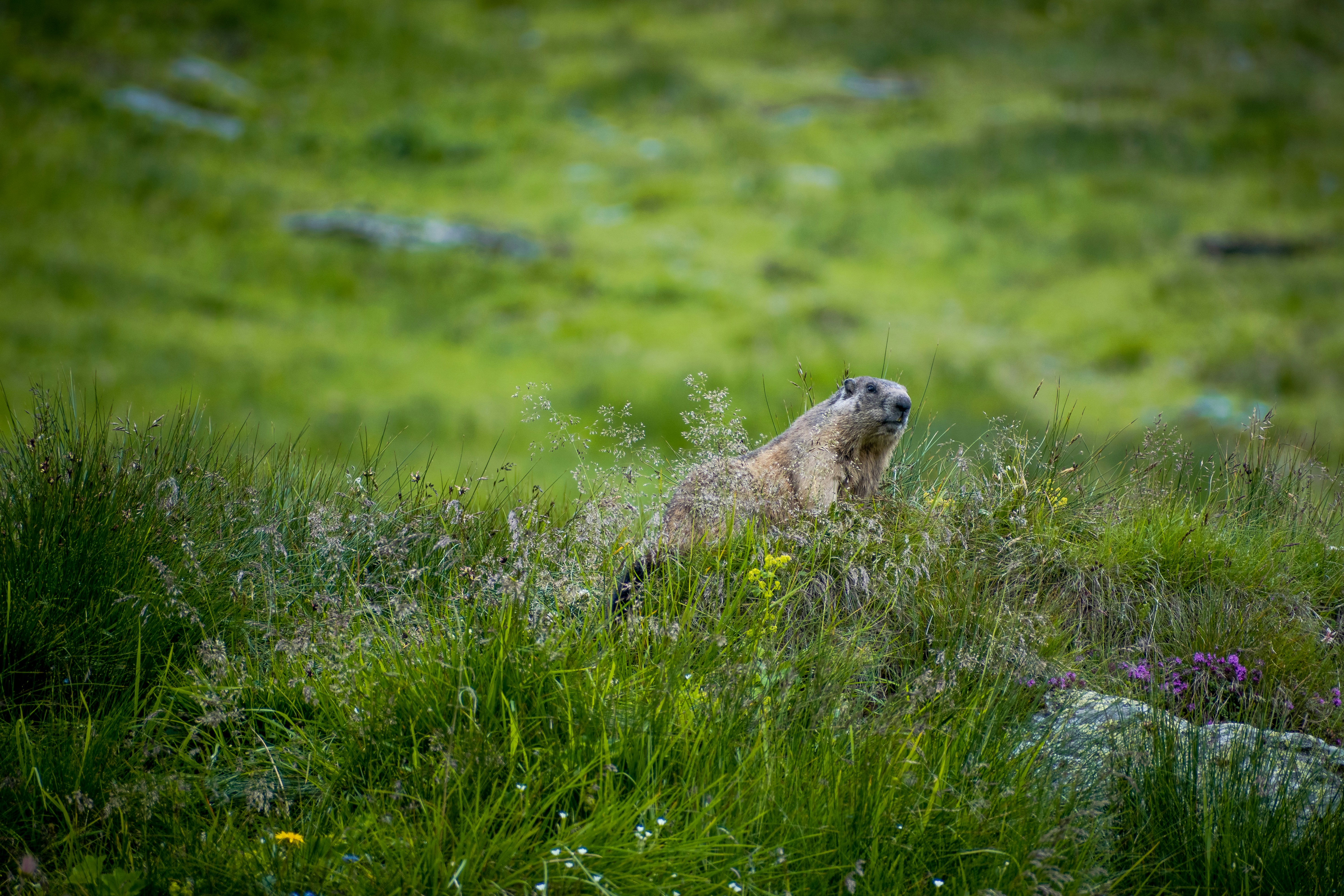 A groundhog in a field of tall grass photo – Free Austria Image on Unsplash