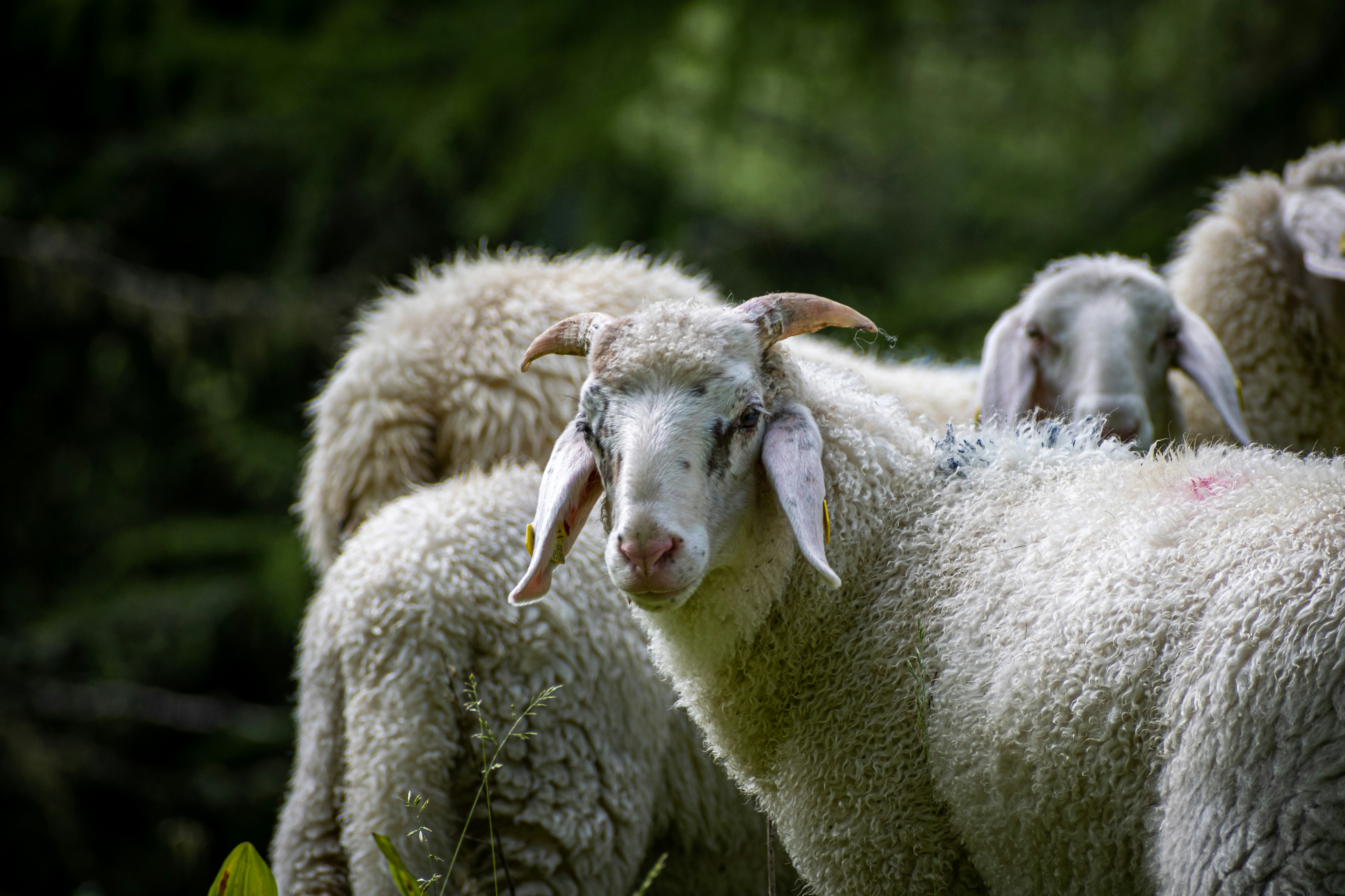 A herd of sheep standing next to each other photo – Free Sheep Image on ...