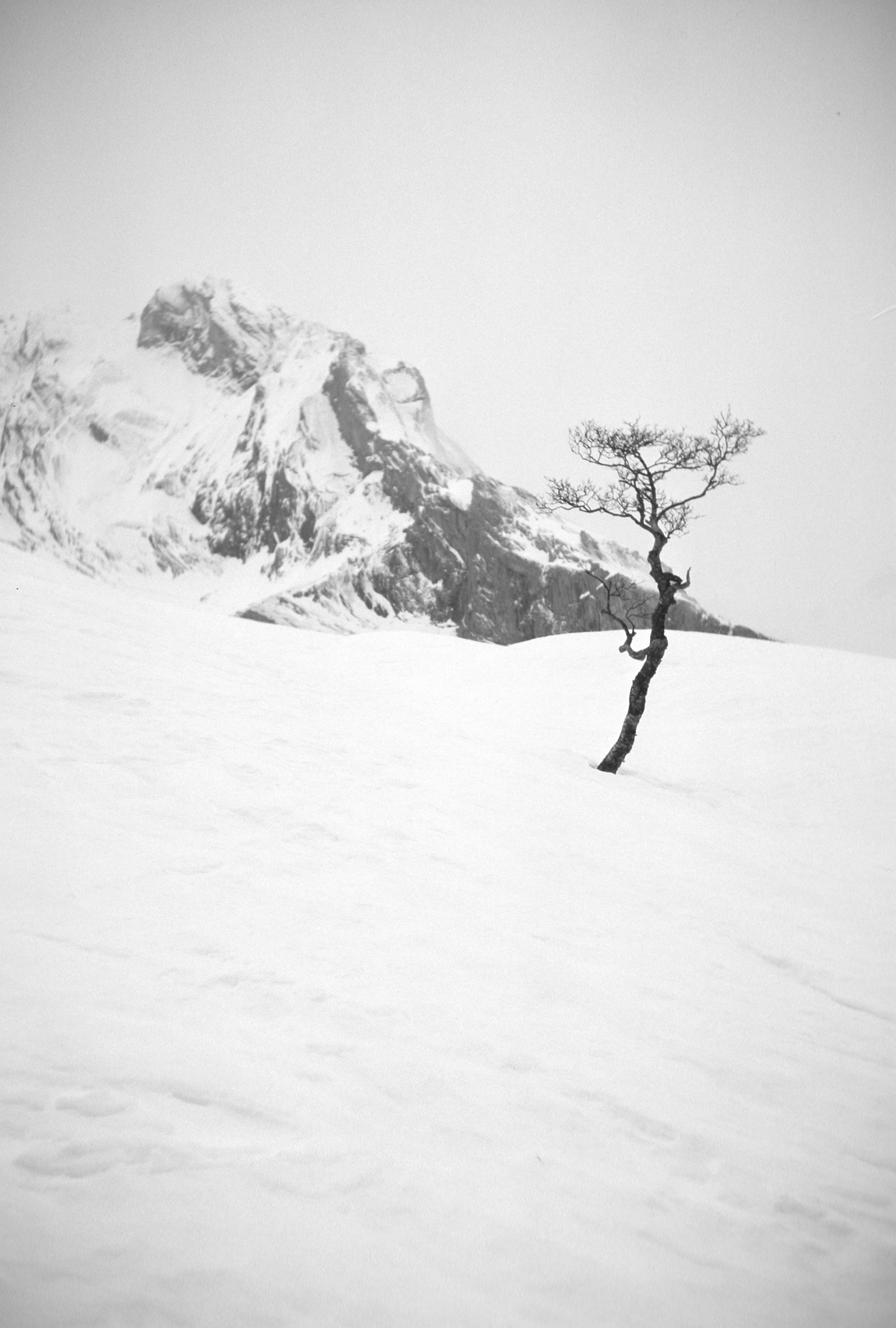 Monochrome photograph of a lone, wind-sculpted tree leaning on a snow-covered slope with a jagged mountain ridge in the background. The composition emphasizes stark, minimalist contrast and the hush of winter.