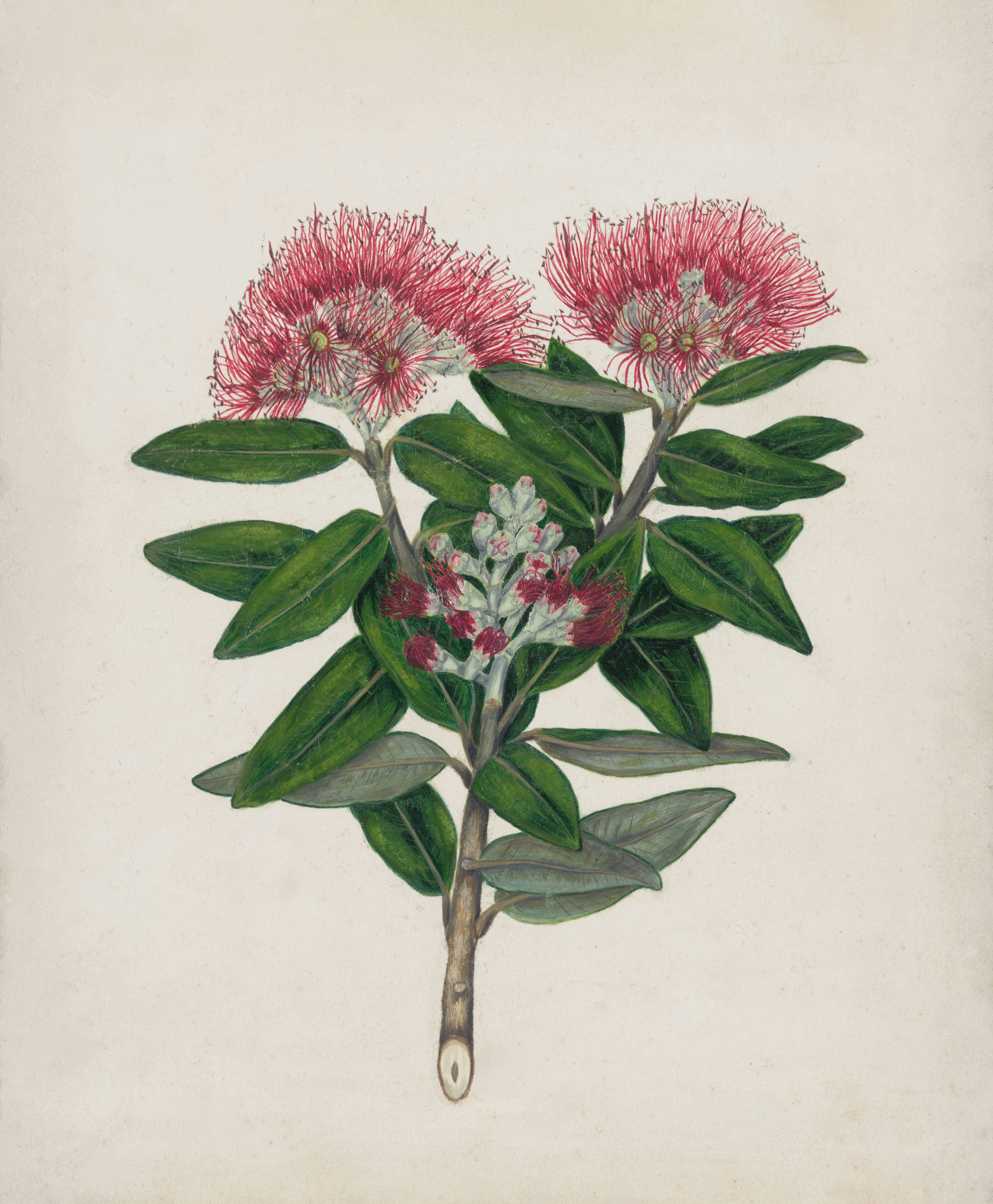 Botanical illustration of a bottlebrush plant with red flower clusters and glossy green leaves, rendered with delicate detail.