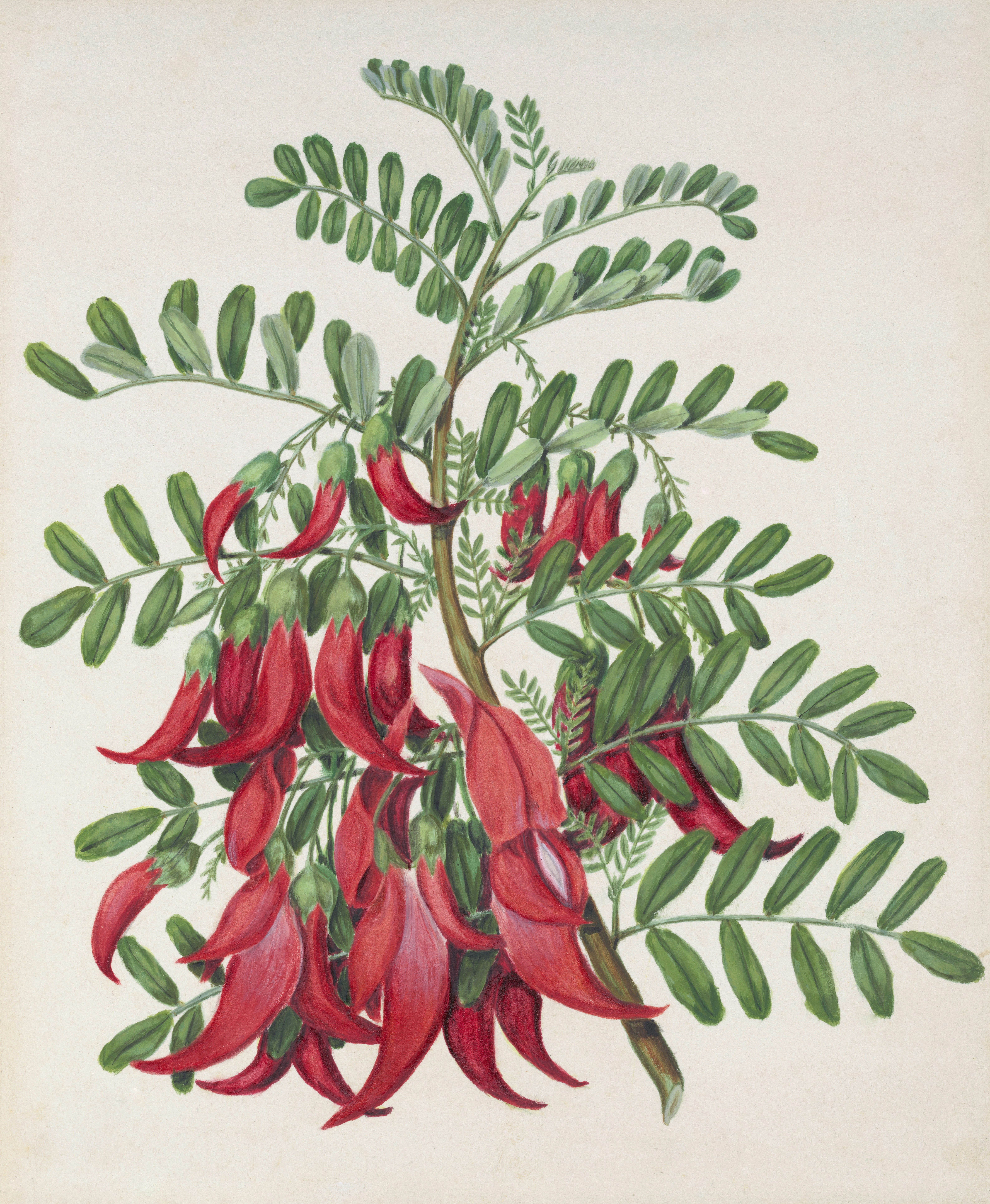 Kowhai-ngutu-kaka. Clianthus puniceus, circa 1885, New Zealand, by Sarah Featon. Purchased 1919. Te Papa (1992-0035-2277/71). https://collections.tepapa.govt.nz/object/549581 In 1889 Sarah Featon and her husband Edward Featon published The Art Album of New Zealand Flora, in which they sought to dispute the ‘mistaken notion that New Zealand is peculiarly destitute of native flowers’.