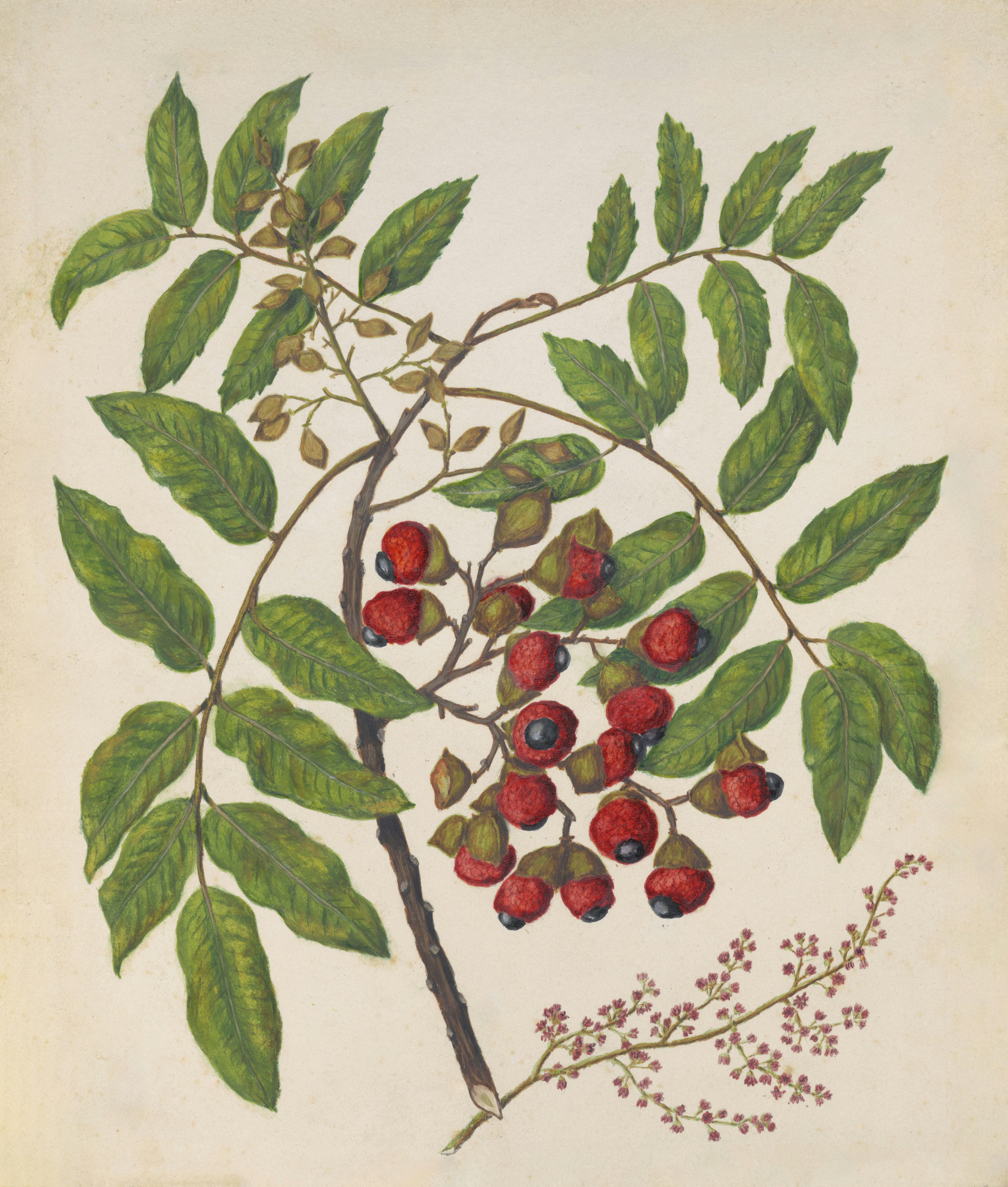 Illustration of a branch with vibrant red berries and lush green leaves, accompanied by delicate floral accents. The artwork highlights botanical details and natural beauty.