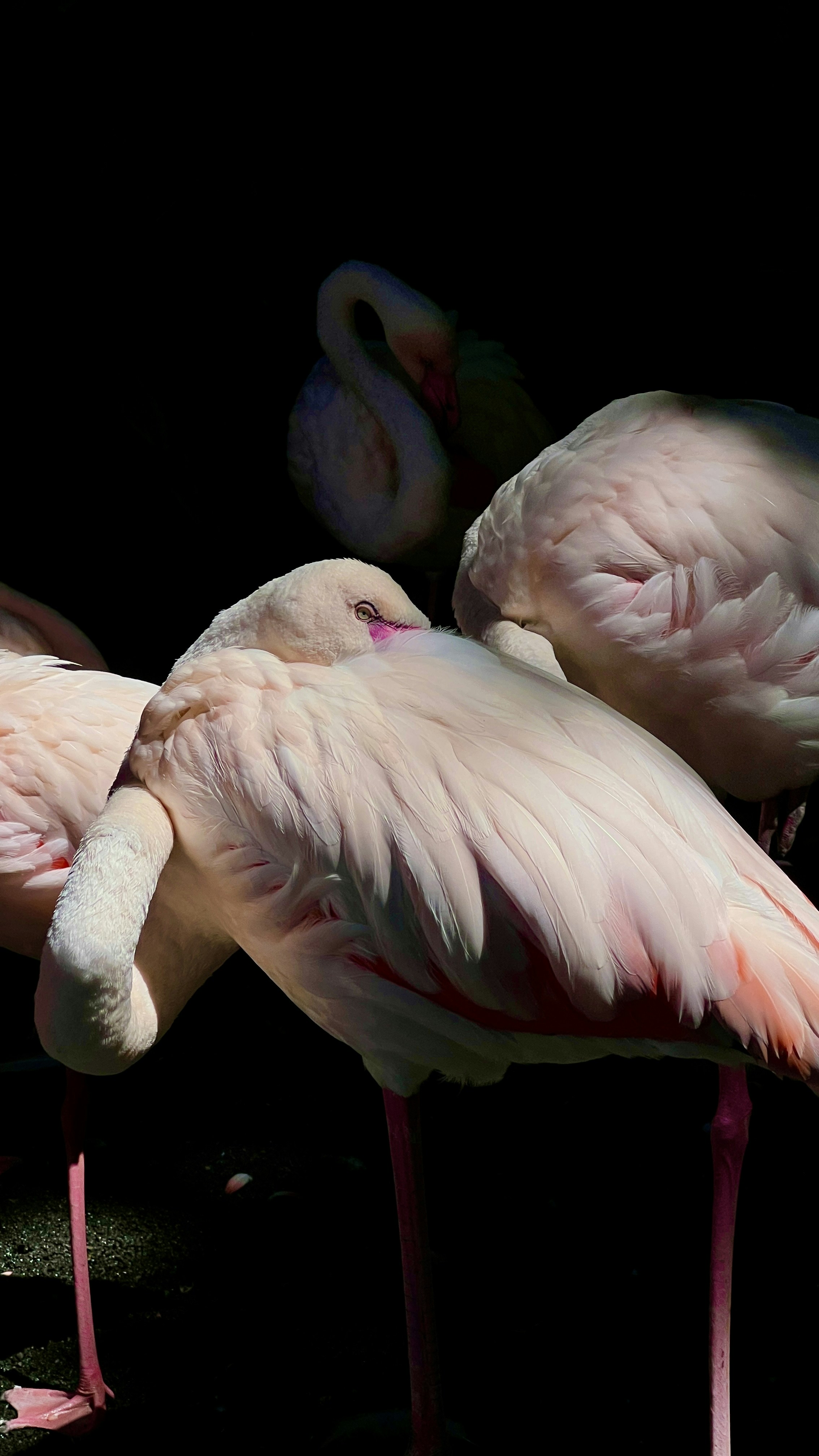 A couple of pink flamingos standing next to each other photo – Free ...