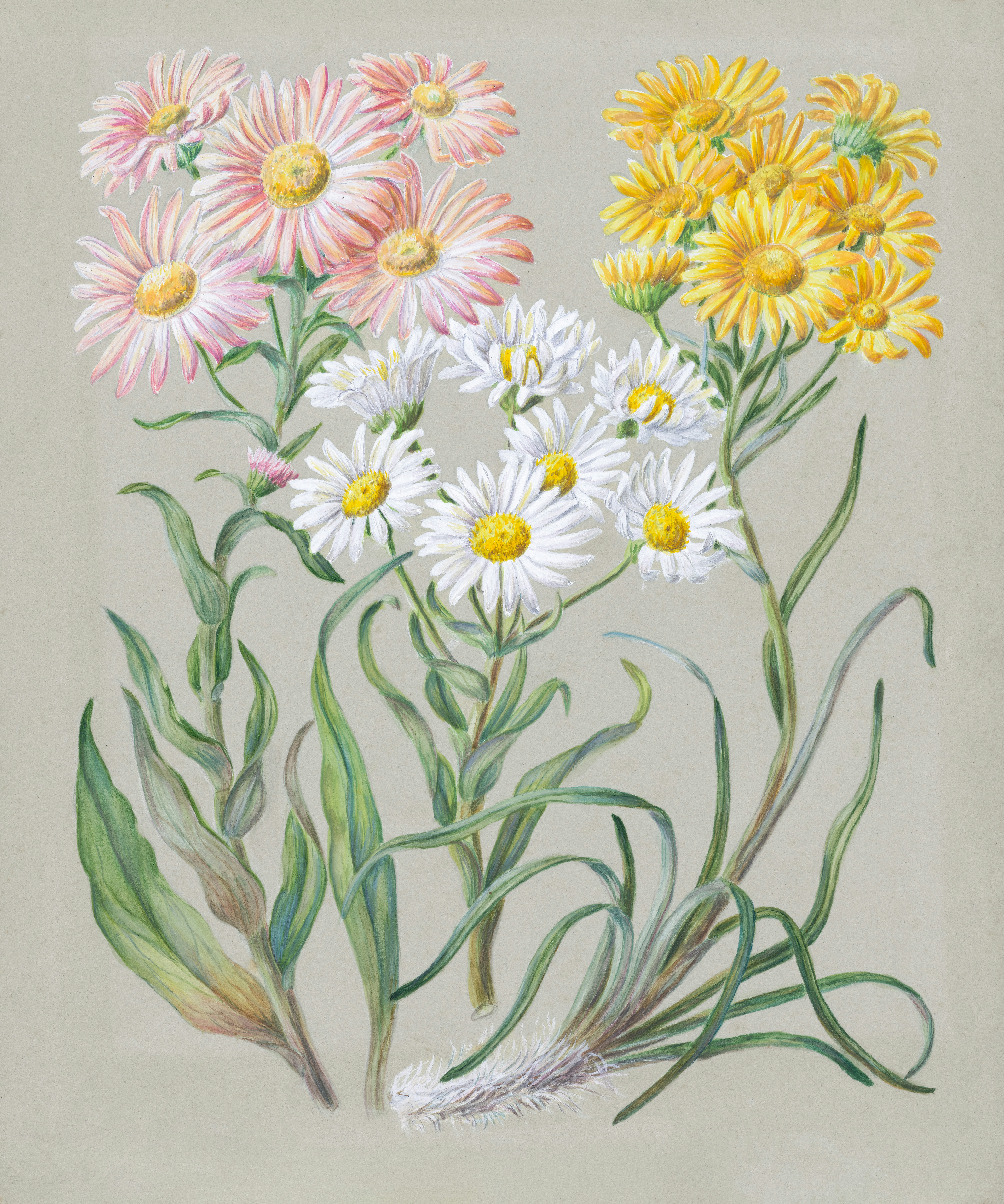 Celmisia incana (White mountain musk or Woolly mountain daisy); Celmisia coriacea (Silvery cotton daisy); Celmisia larcifolia (Needle-leaved mountain daisy)., circa 1885, New Zealand, by Sarah Featon. Purchased 1919. Te Papa (1992-0035-2277/54). https://collections.tepapa.govt.nz/object/311970 In 1889 Sarah Featon and her husband Edward Featon published The Art Album of New Zealand Flora, in which they sought to dispute the ‘mistaken notion that New Zealand is peculiarly destitute of native flowers’.