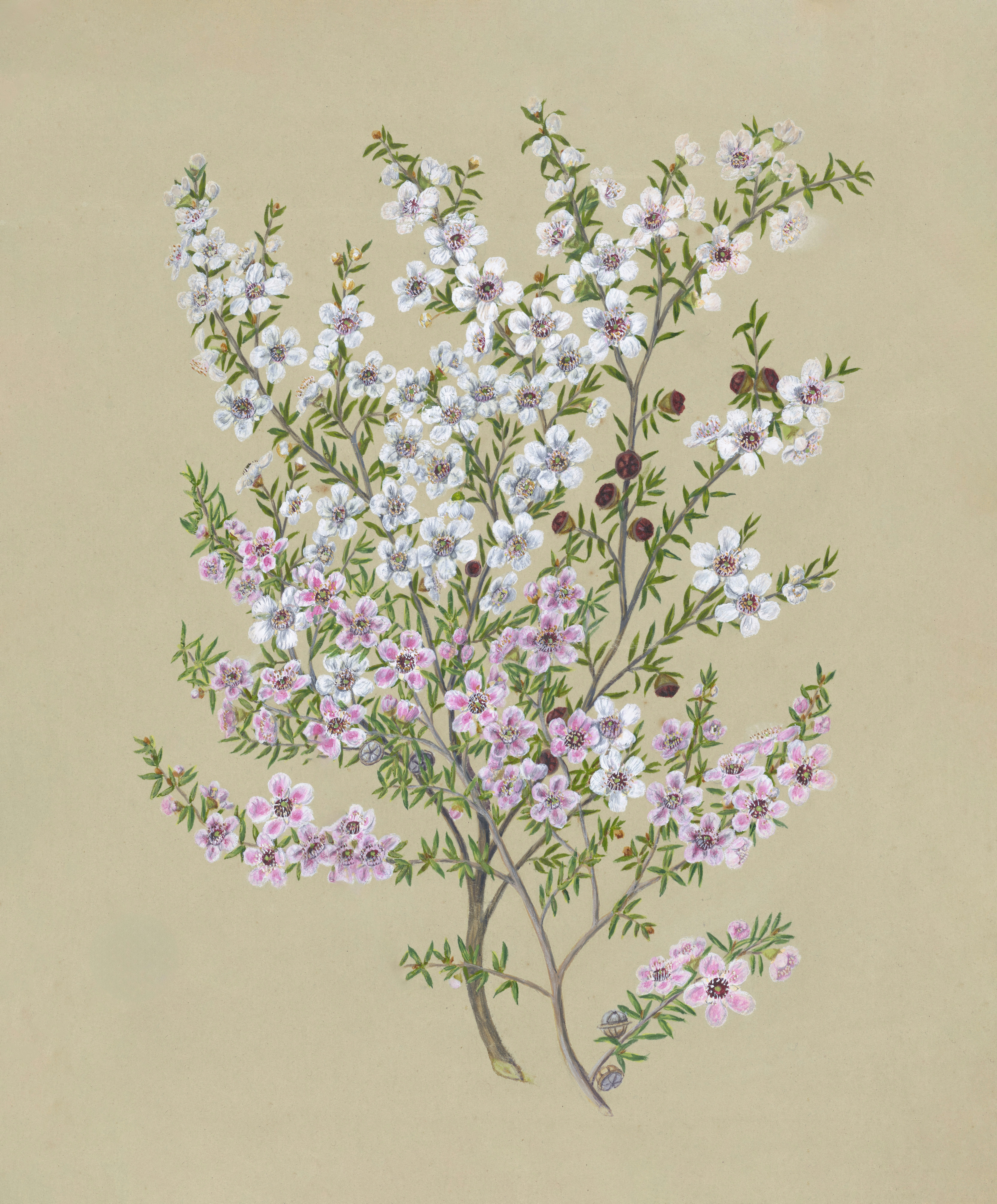 Manuka Pictures | Download Free Images on Unsplash