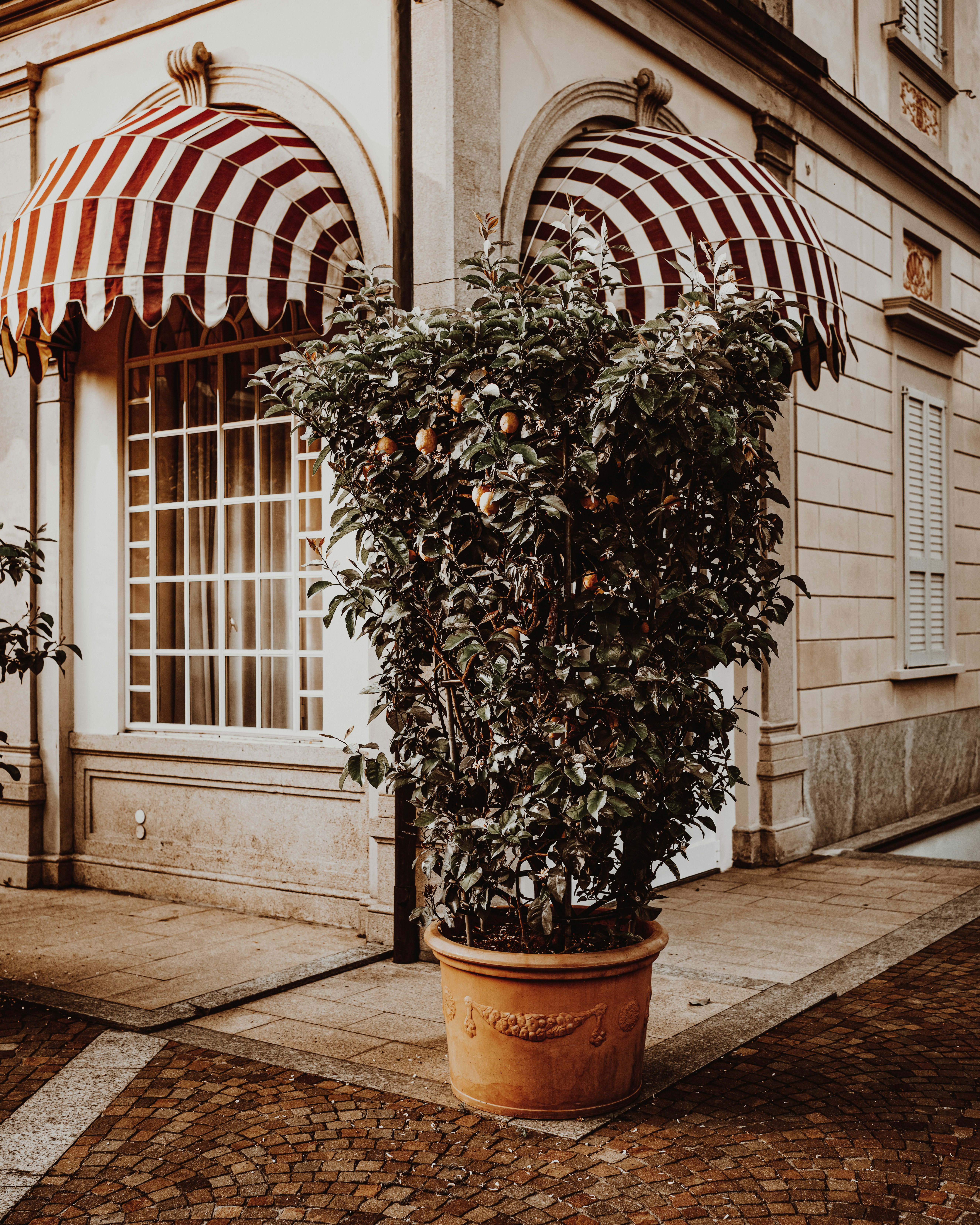 Terracotta Citrus Balcony: A Citrus Tree by a Striped Canopy