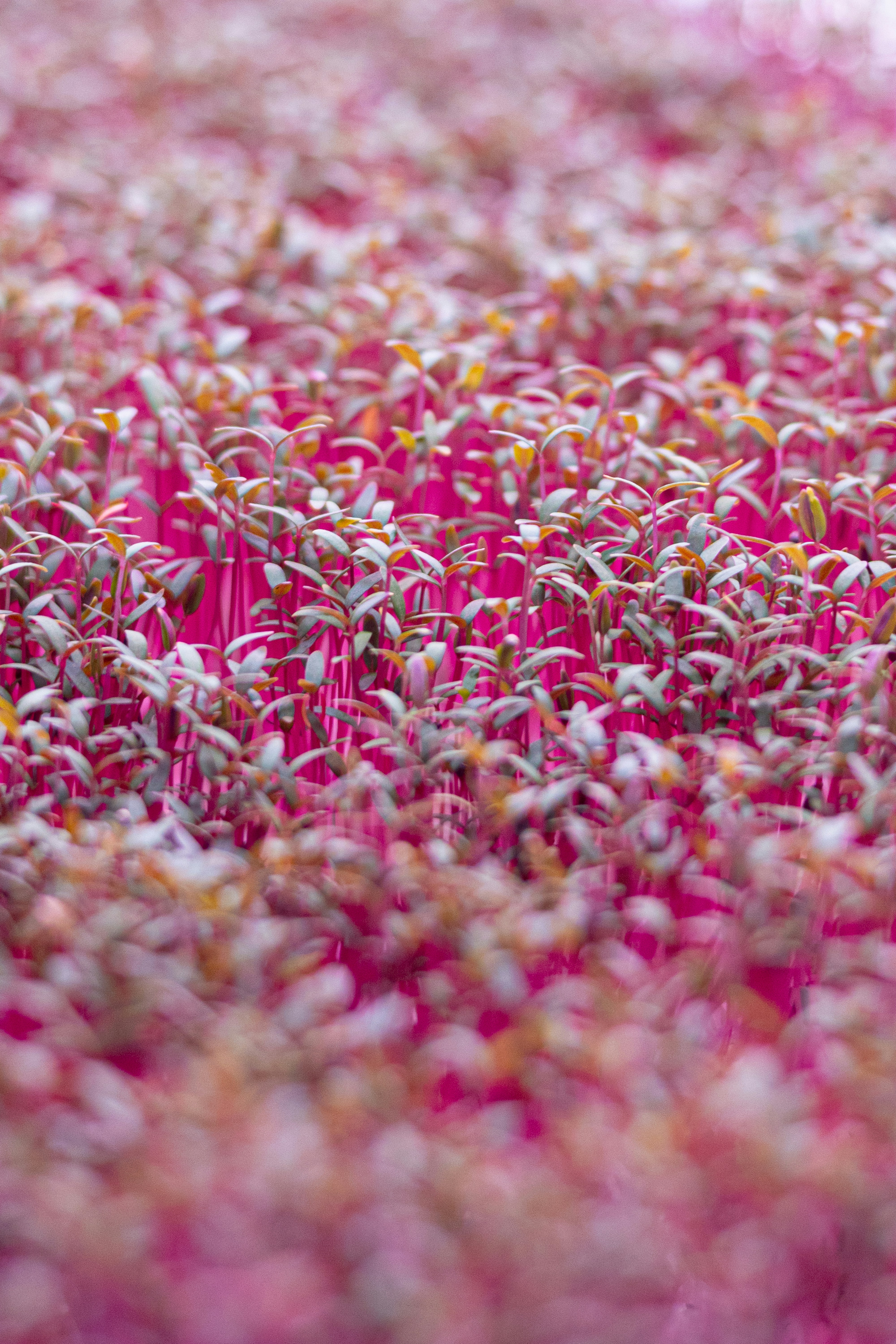 Photo by Filipp Romanovski with Canon EOS R5