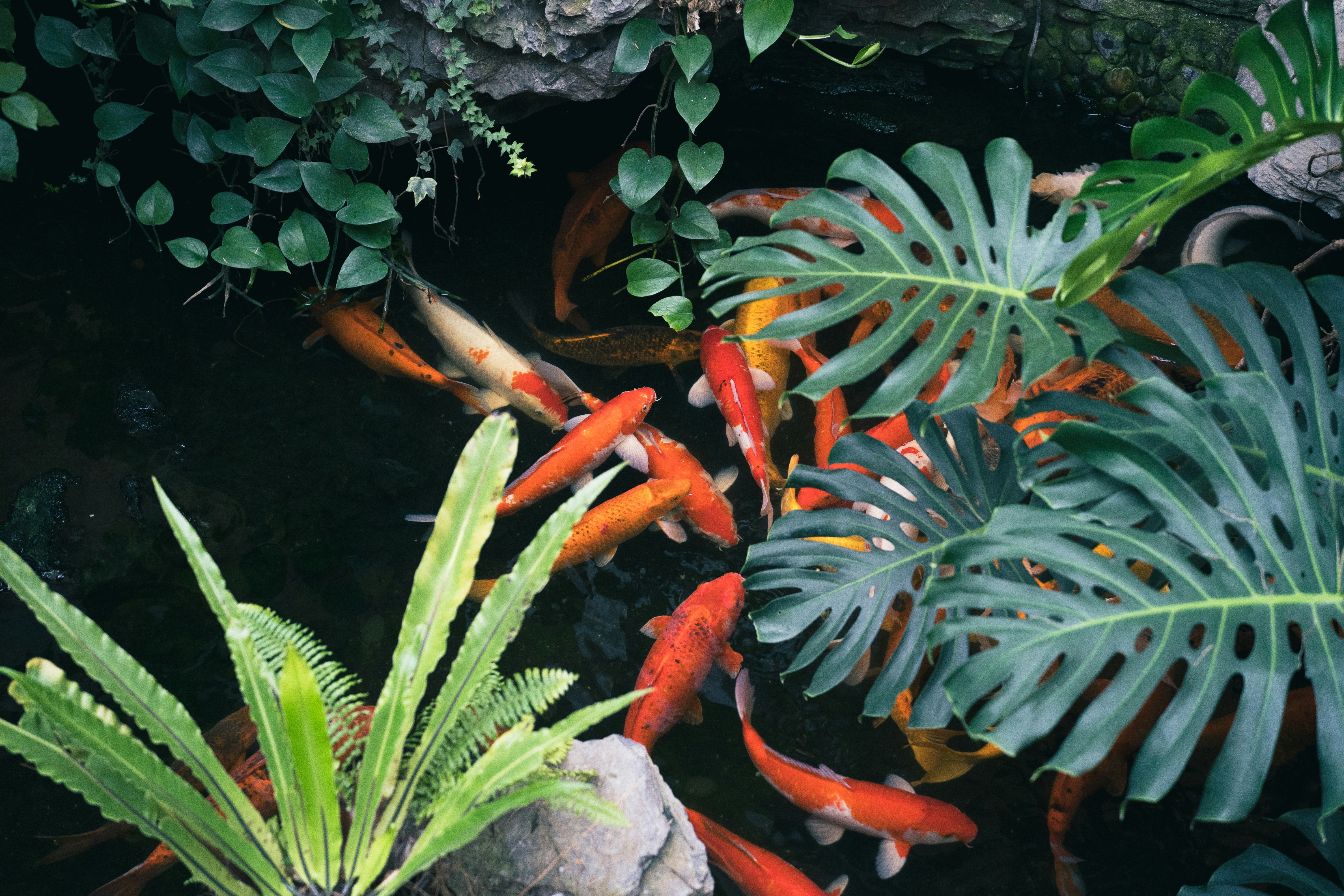 Un groupe de poissons dans un étang entouré de plantes photo – Photo ...