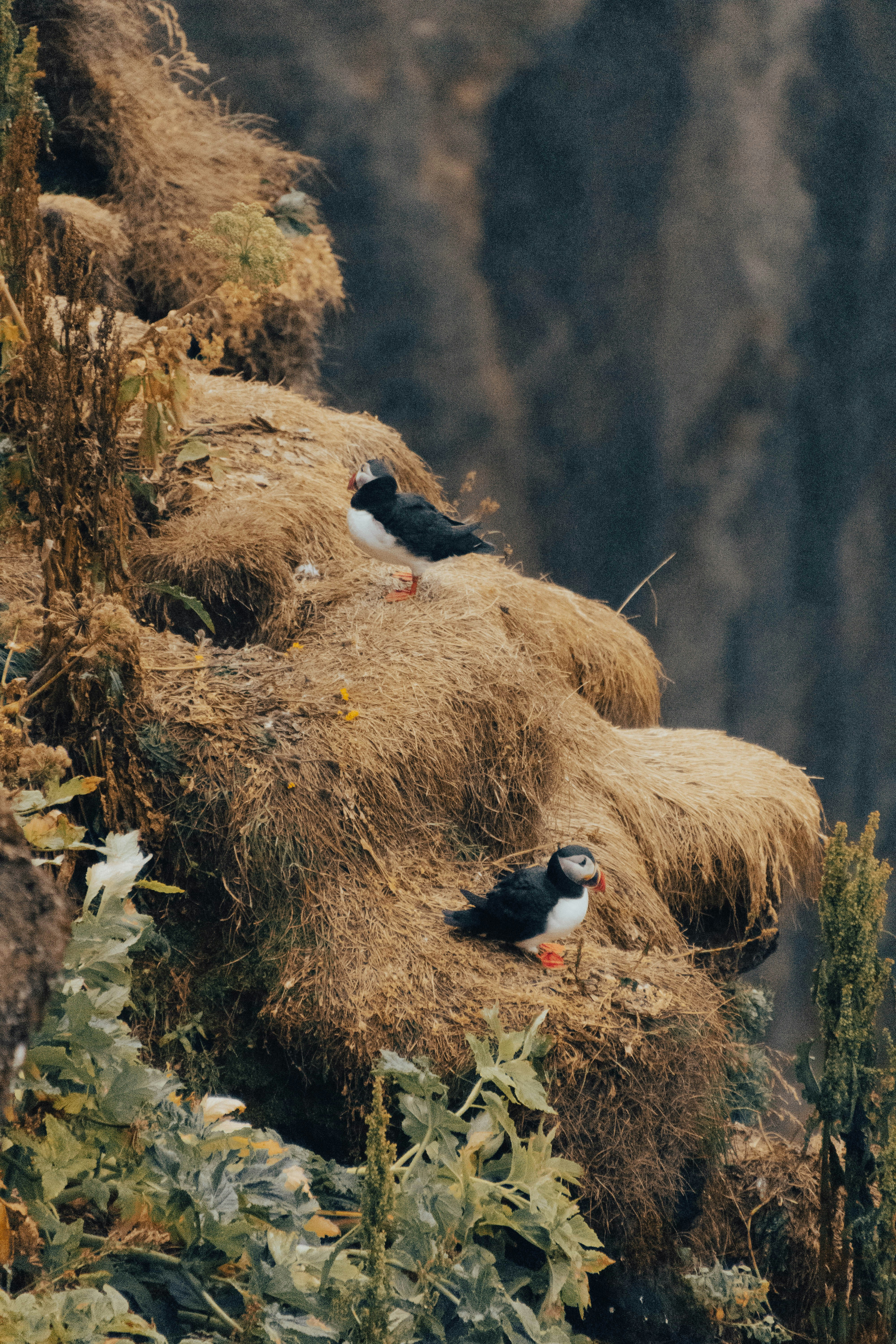 Cliffside Puffins on Stacked Hay Bales