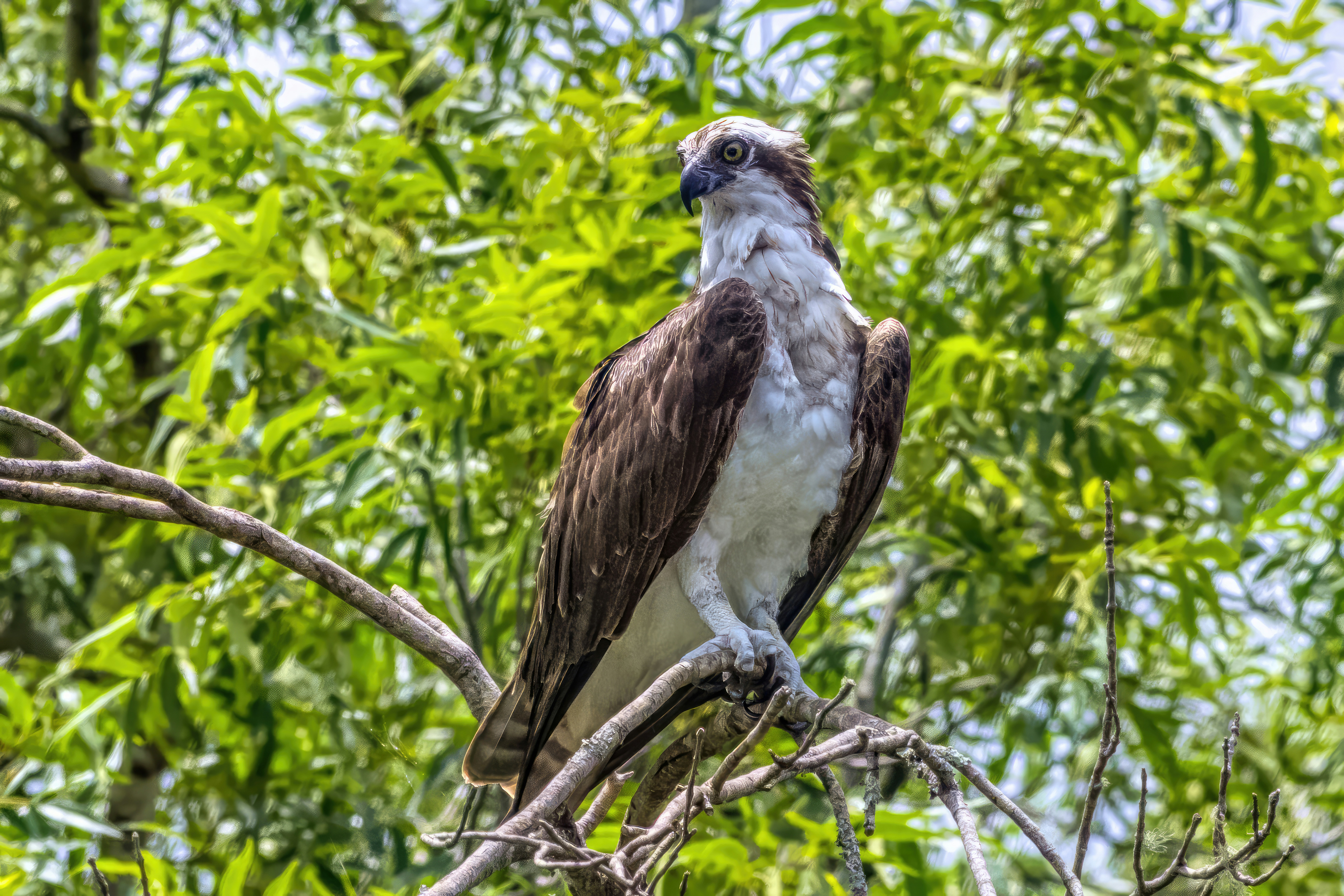 Osprey perched on a tree branch surrounded by lush green foliage.