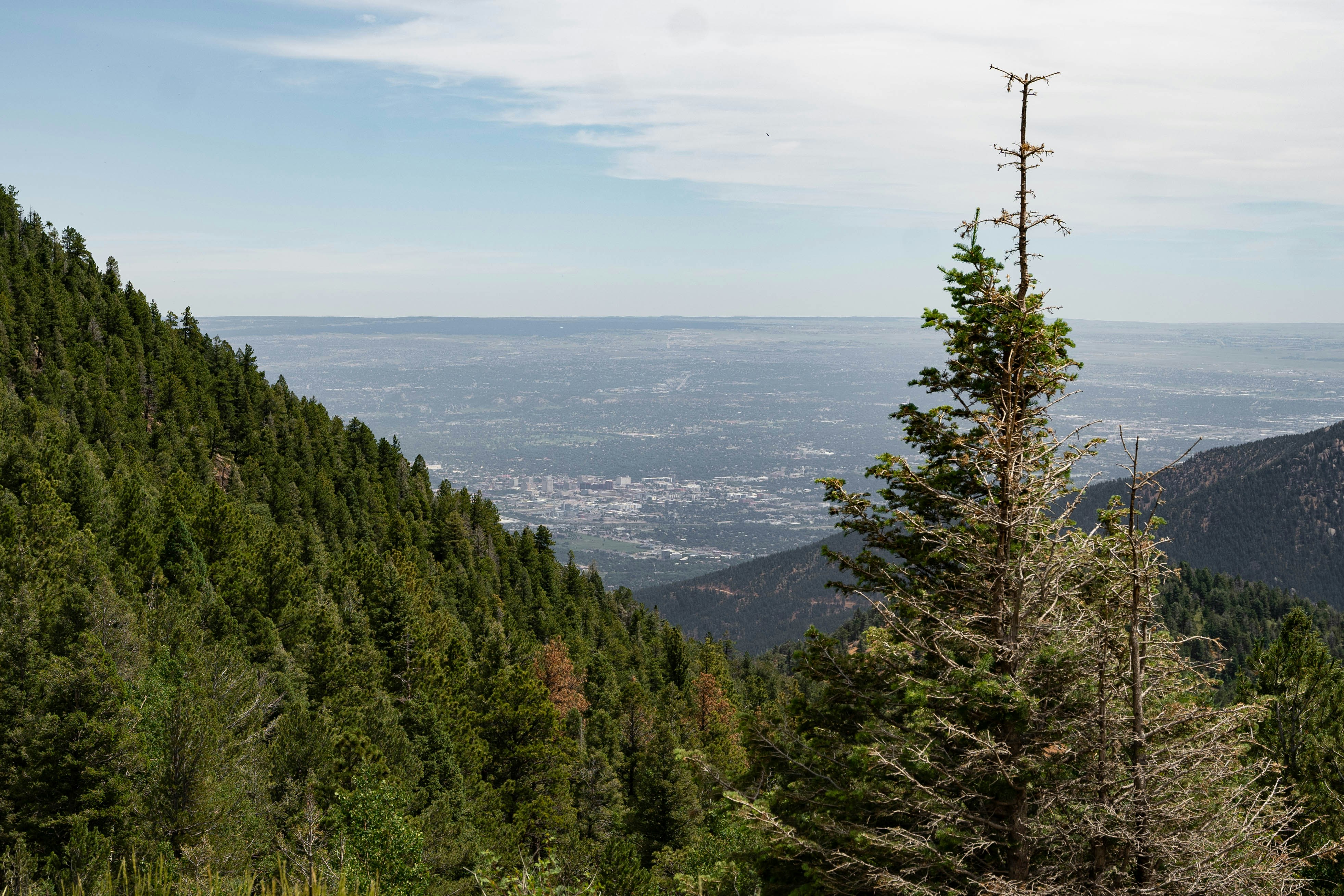 Alpine Sentinel Framing a Faraway City Beyond the Pines