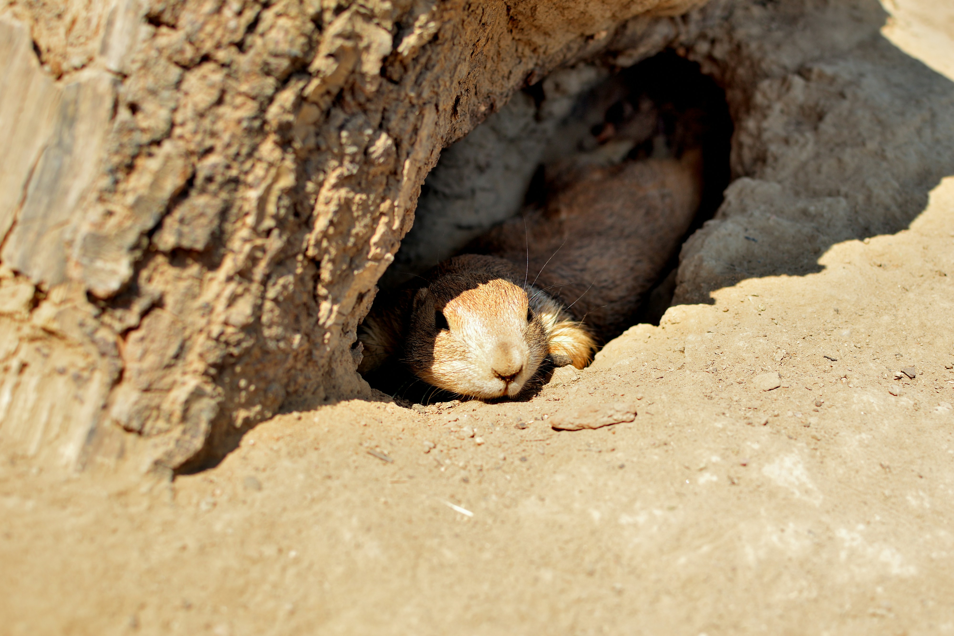 A small animal is poking its head out of a hole photo – Free Parc ...
