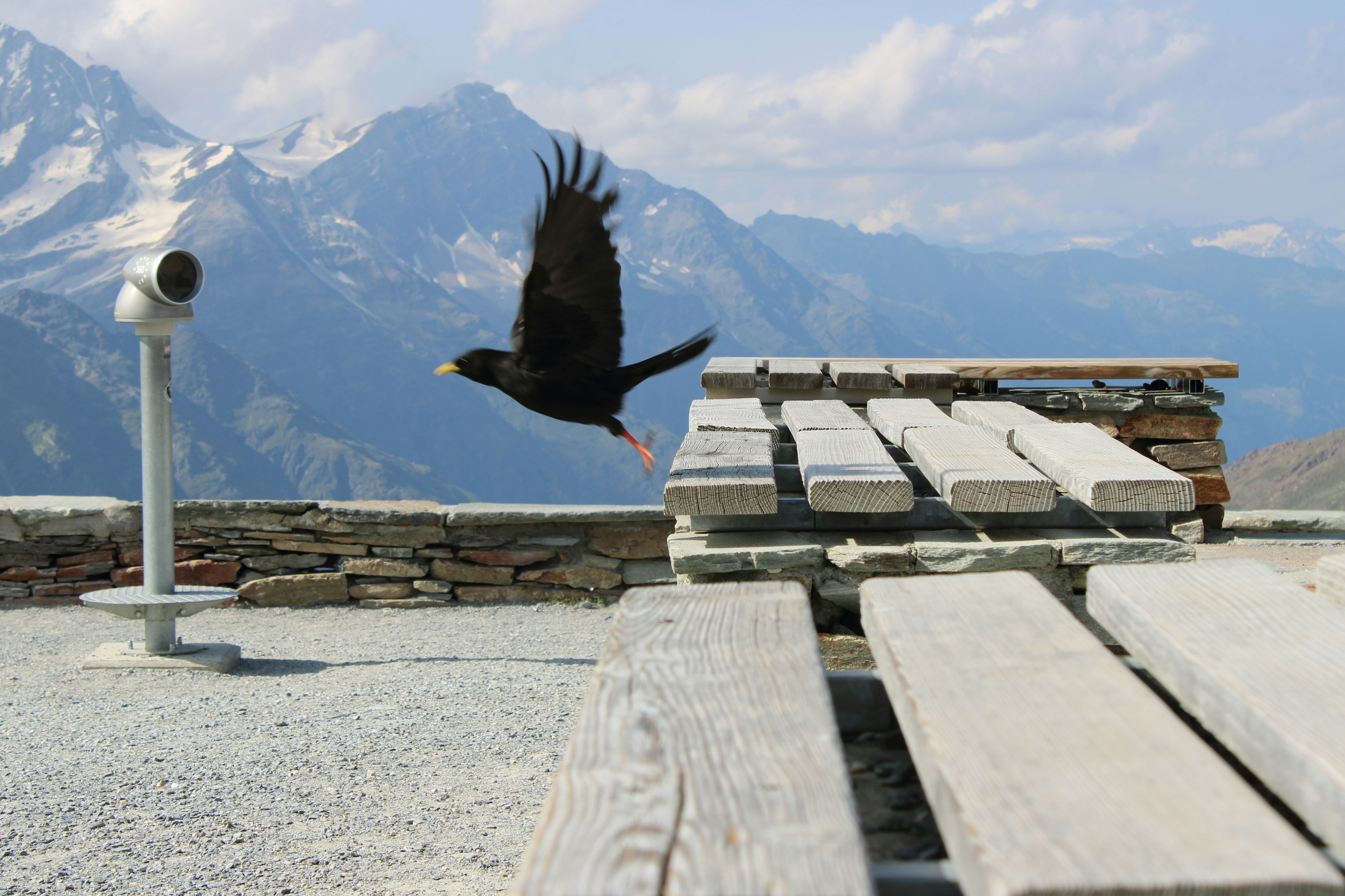 Wingbeat Over the Alpine Deck: A Black Bird in Flight Above Weathered Benches