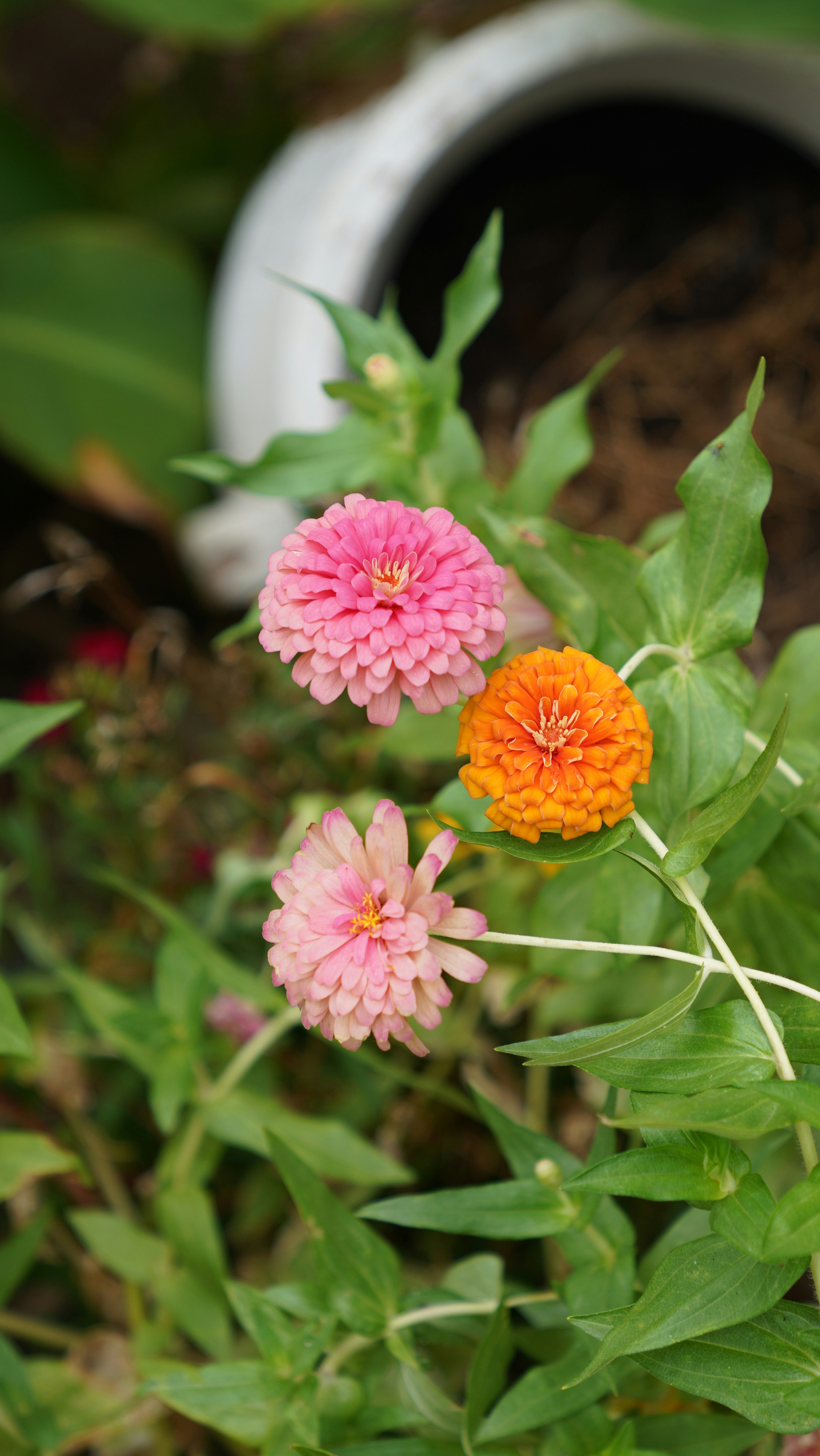Three vibrant zinnia flowers display a harmonious blend of pink and orange hues against lush green foliage.