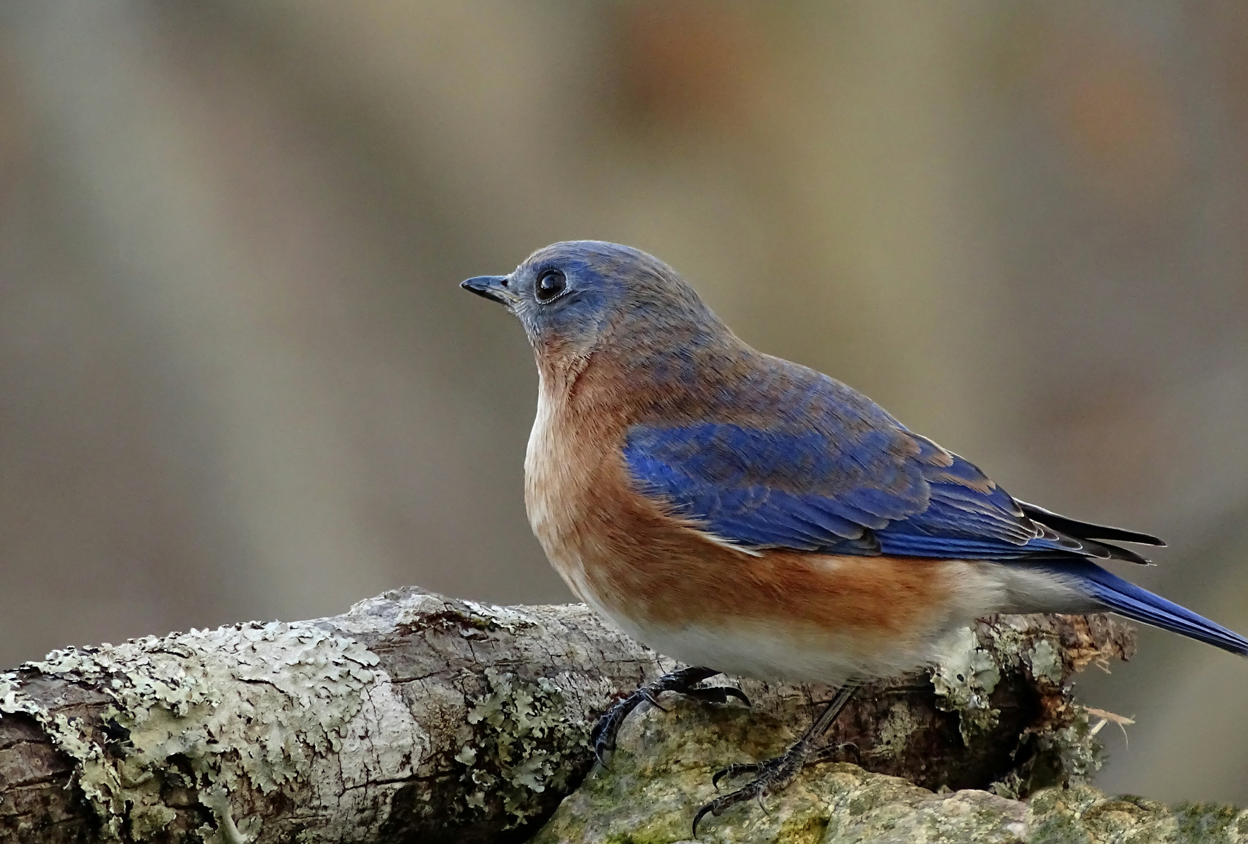Rust-Orange Songbird with Blue Wings Perches on a Moss-Covered Log