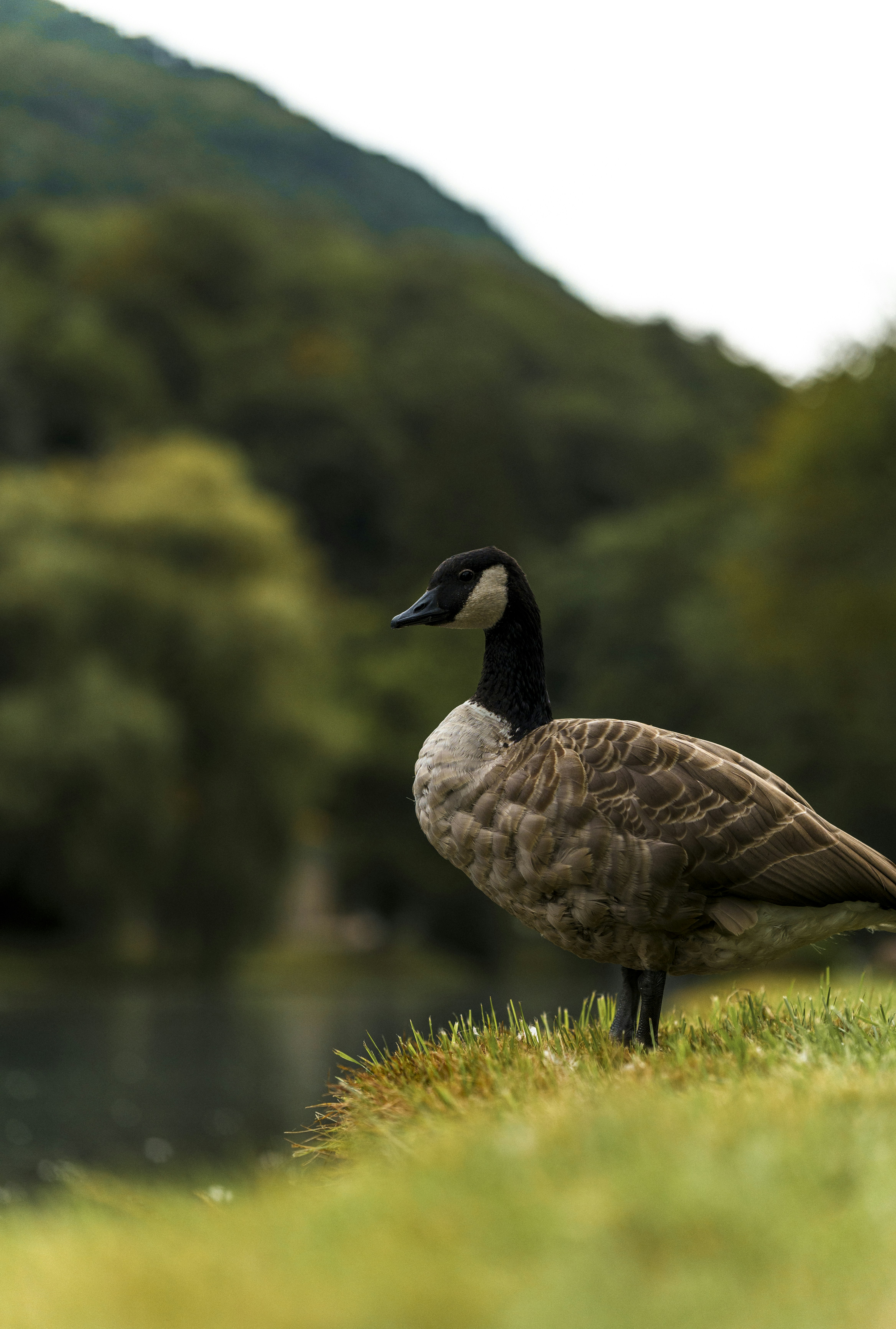 Fauna and flora in the heart of the park of the Chateau de Vizille, a place that has left its mark on French history.