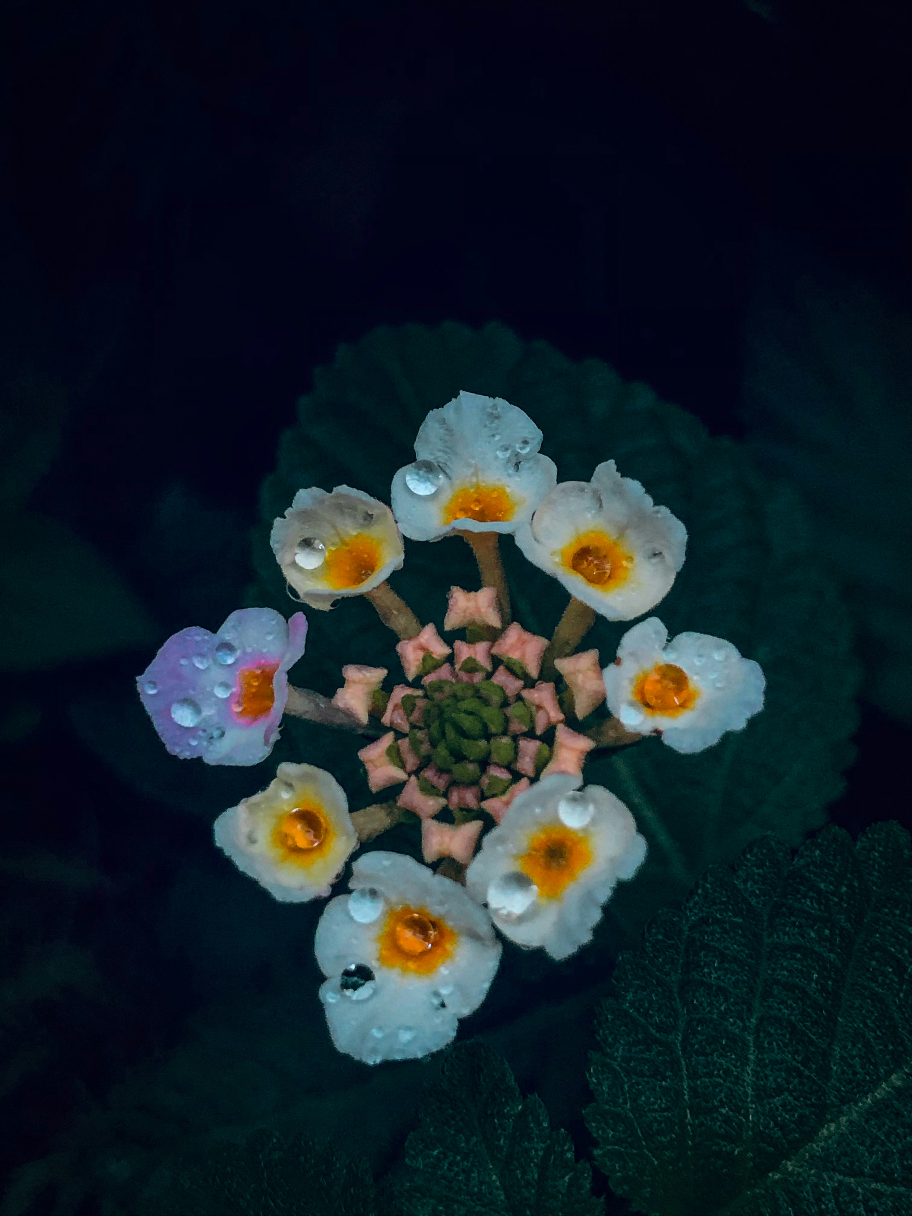 Dew-Kissed Lantana: Velvet Night Bloom in a Shadowed Garden