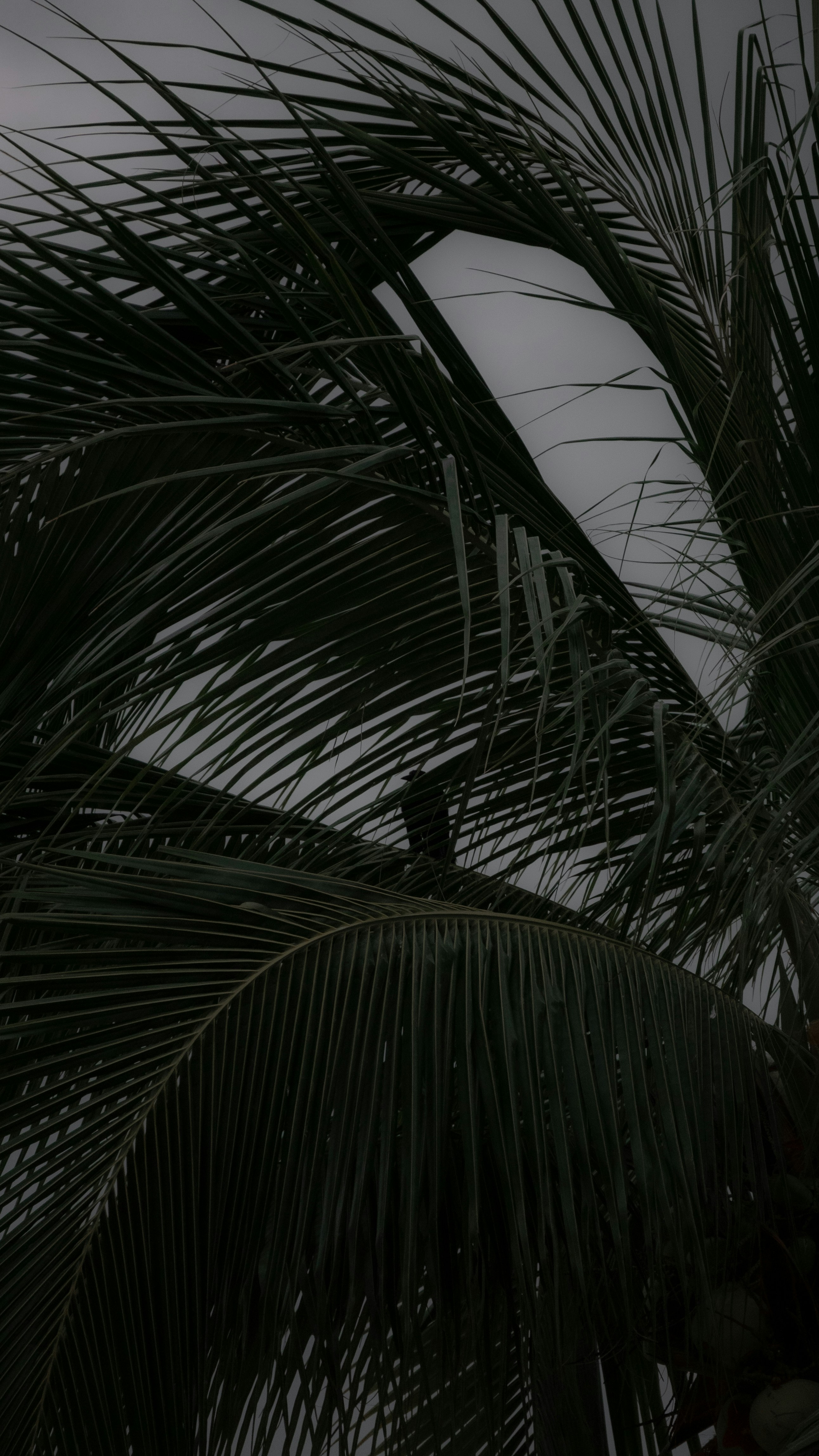 Whispers of the Tropics