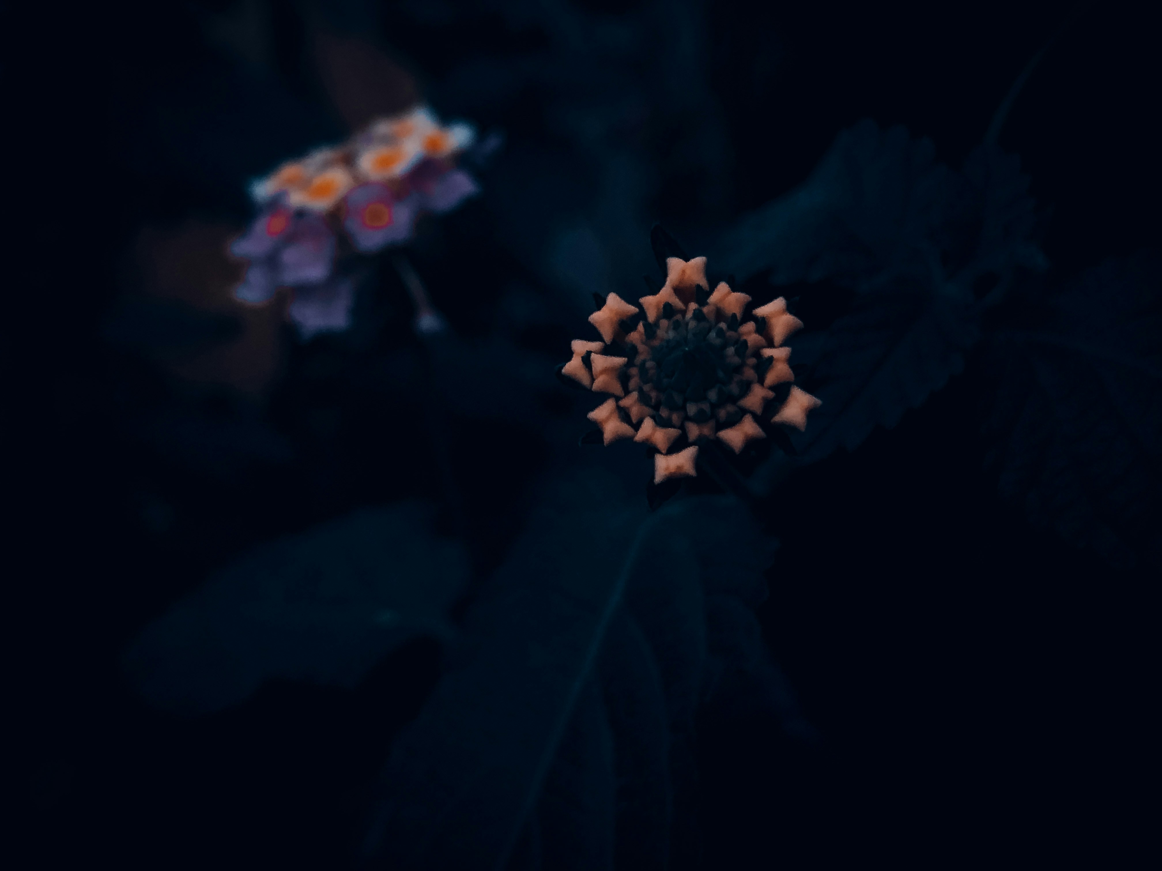 Twilight Bloom: A solitary flower crowned by shadow in velvet night