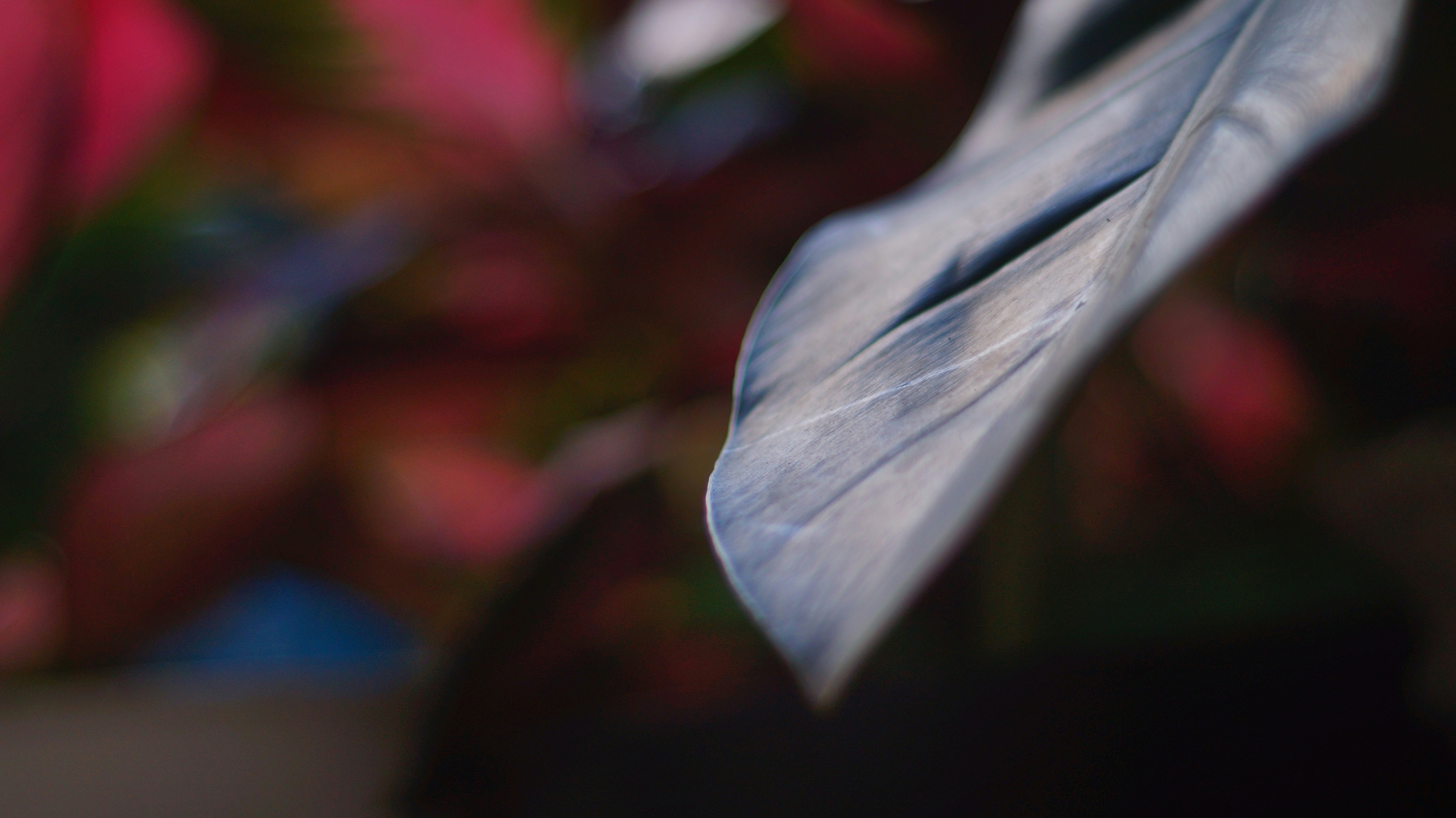 auto sears/sekor 55mm f1.4 @ f1.4 f300