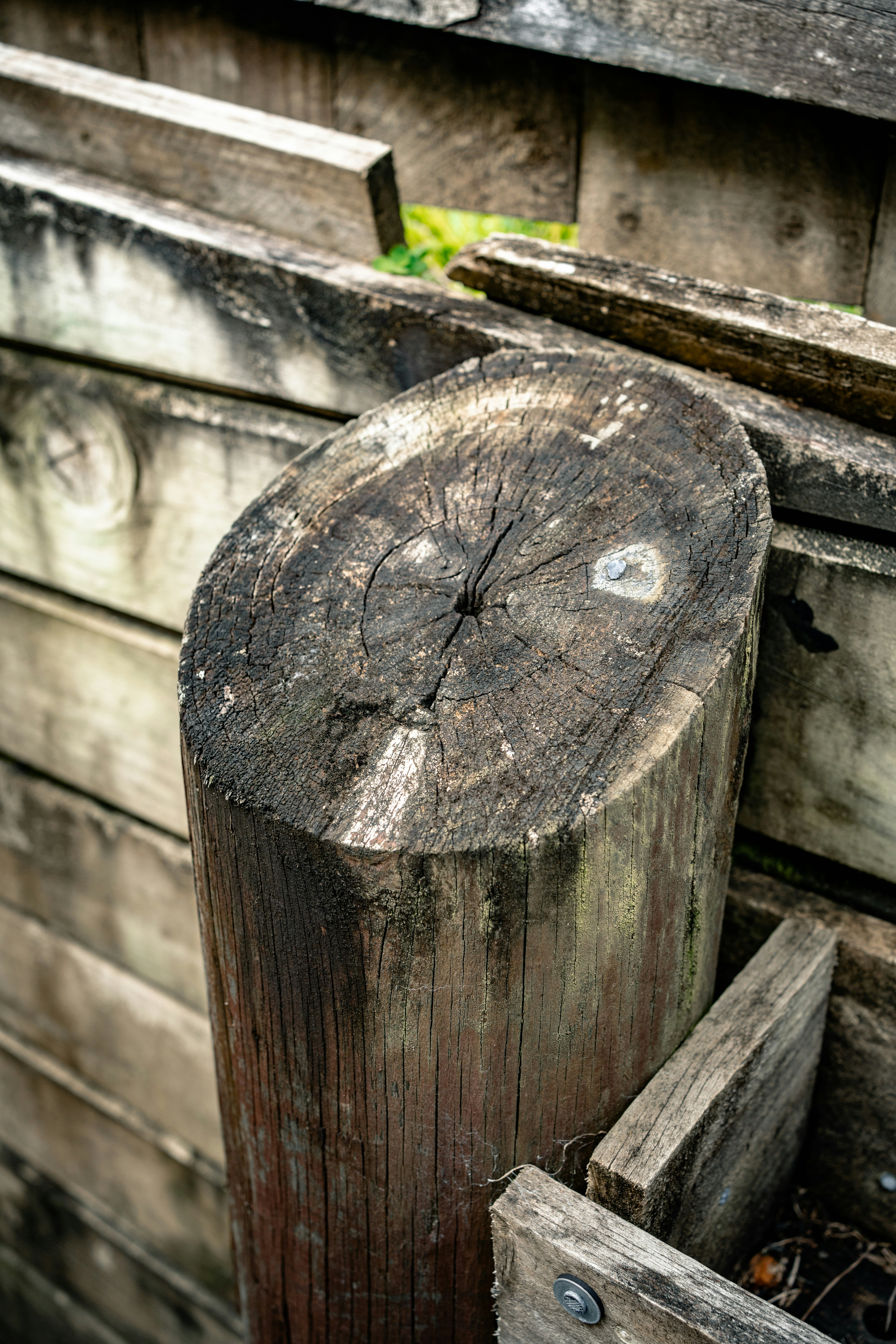 Timeworn Cross-Section: The Quiet Geometry of Weathered Timber