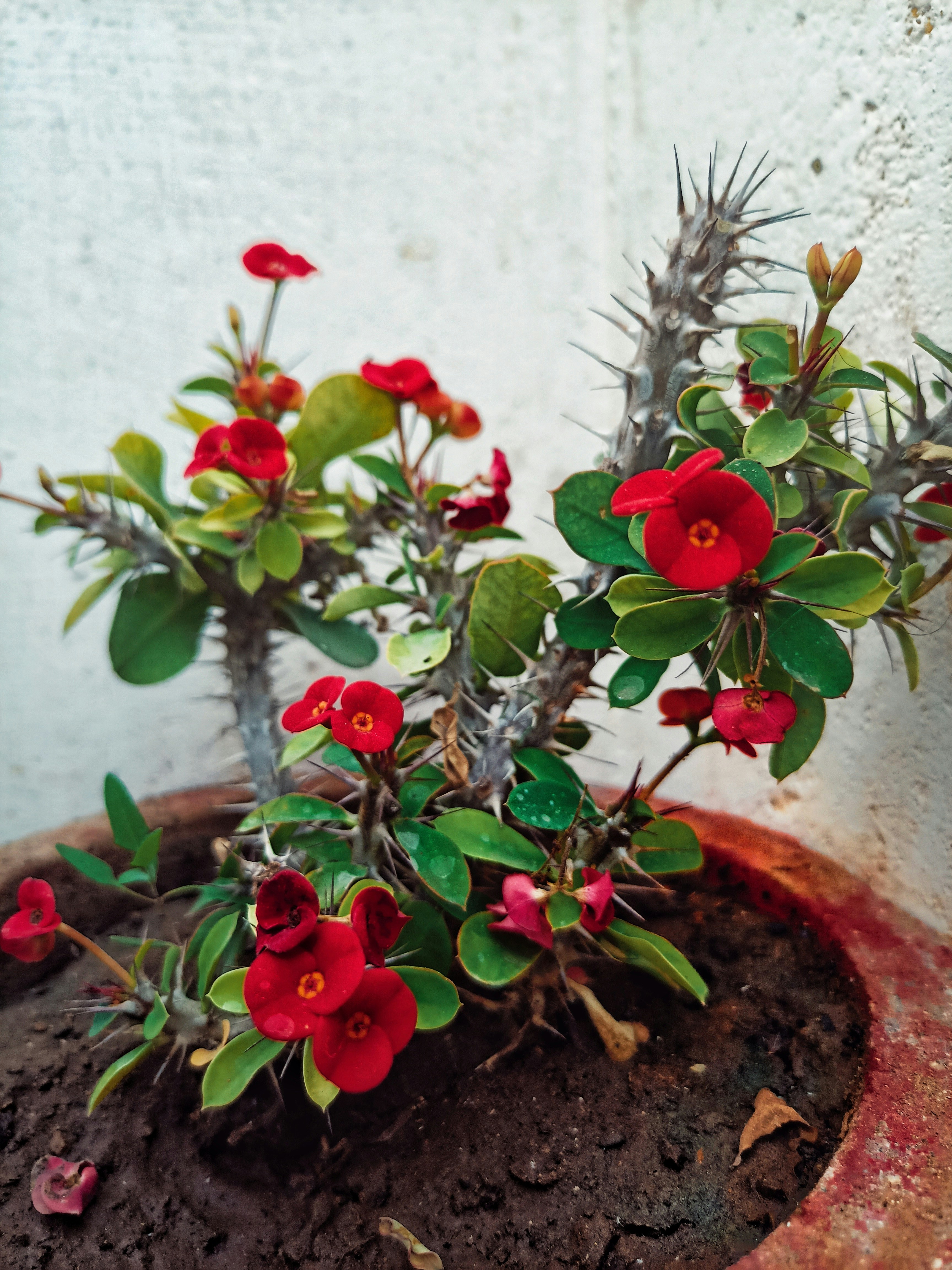 Red crown-of-thorns plant with vivid red flowers and glossy green leaves grows in a pot beside a pale wall.