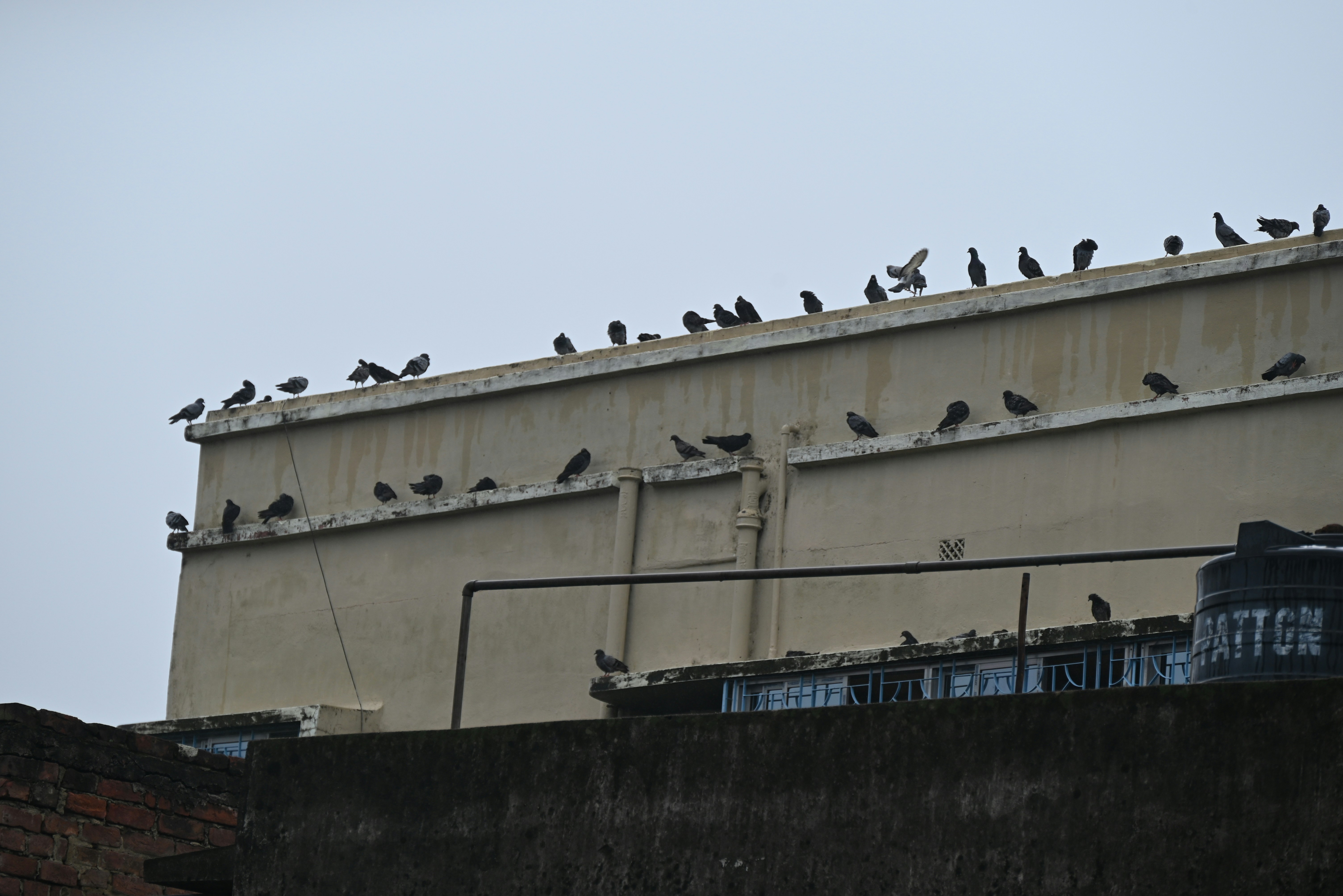 Rooftop Chorus: Birds Perched Along a Weathered Concrete Edge