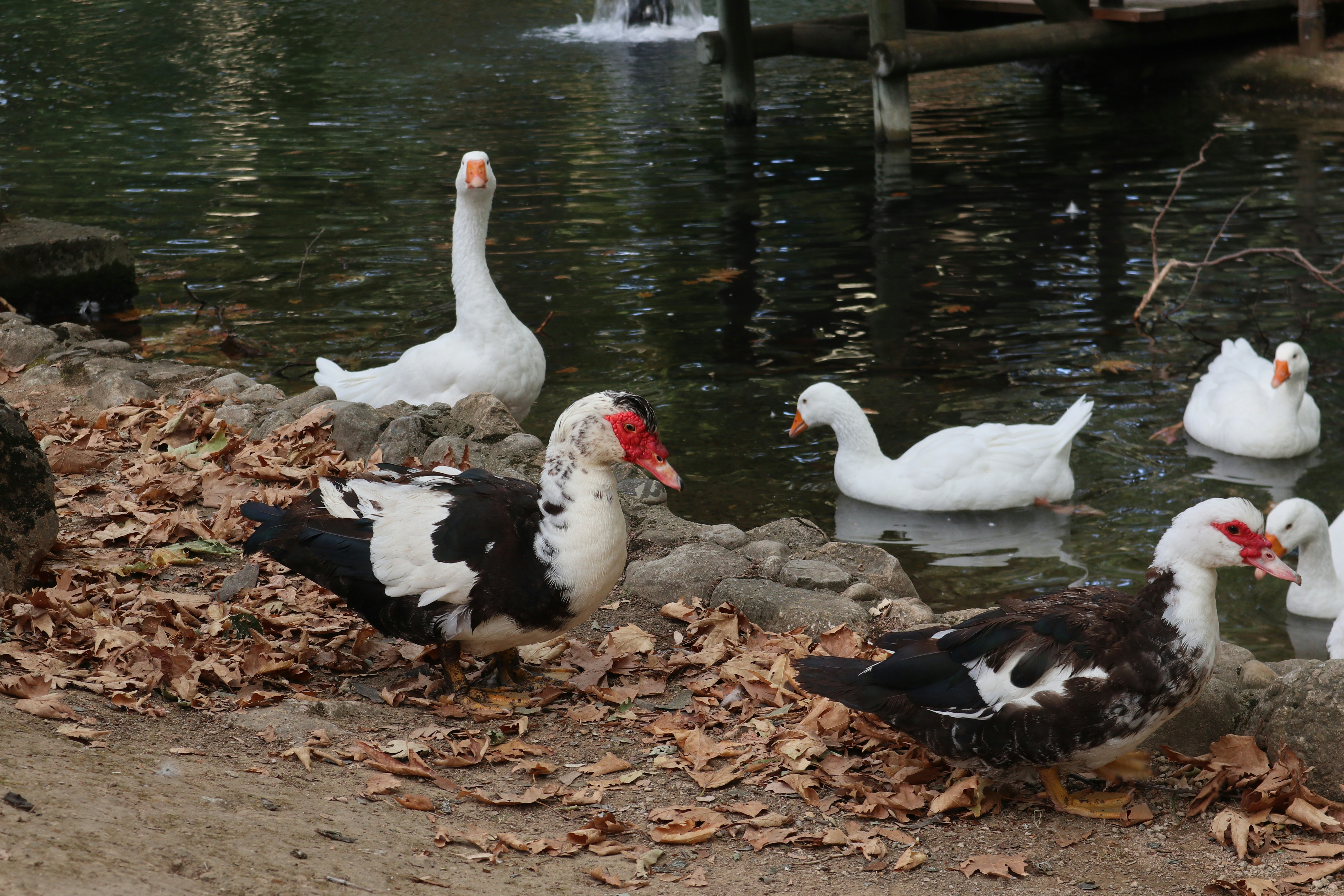 Leaf-Littered Shoreline: A Pair of Black-and-White Muscovy Ducks at the Pond's Edge