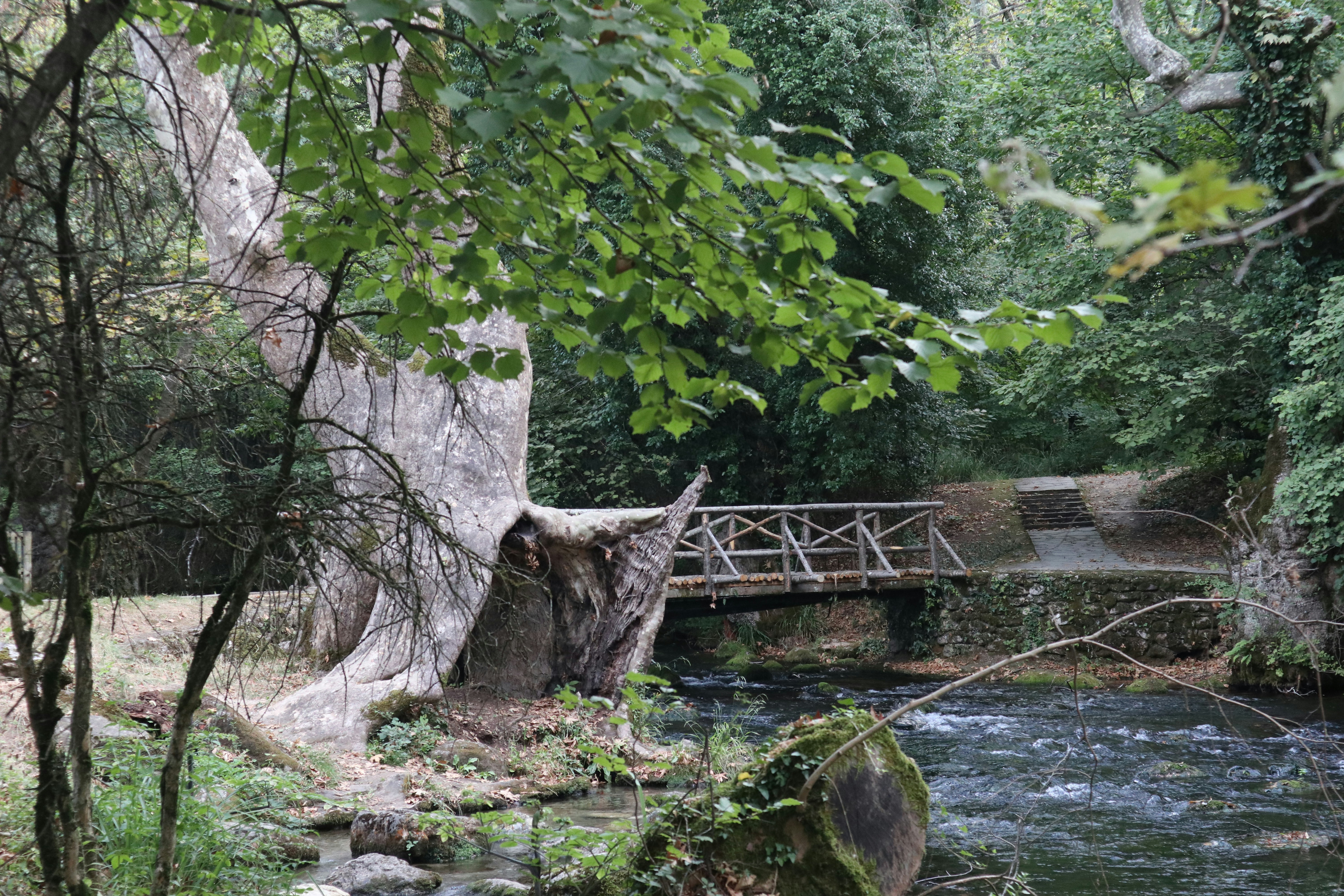 Whispering Bridge Over a Quiet River