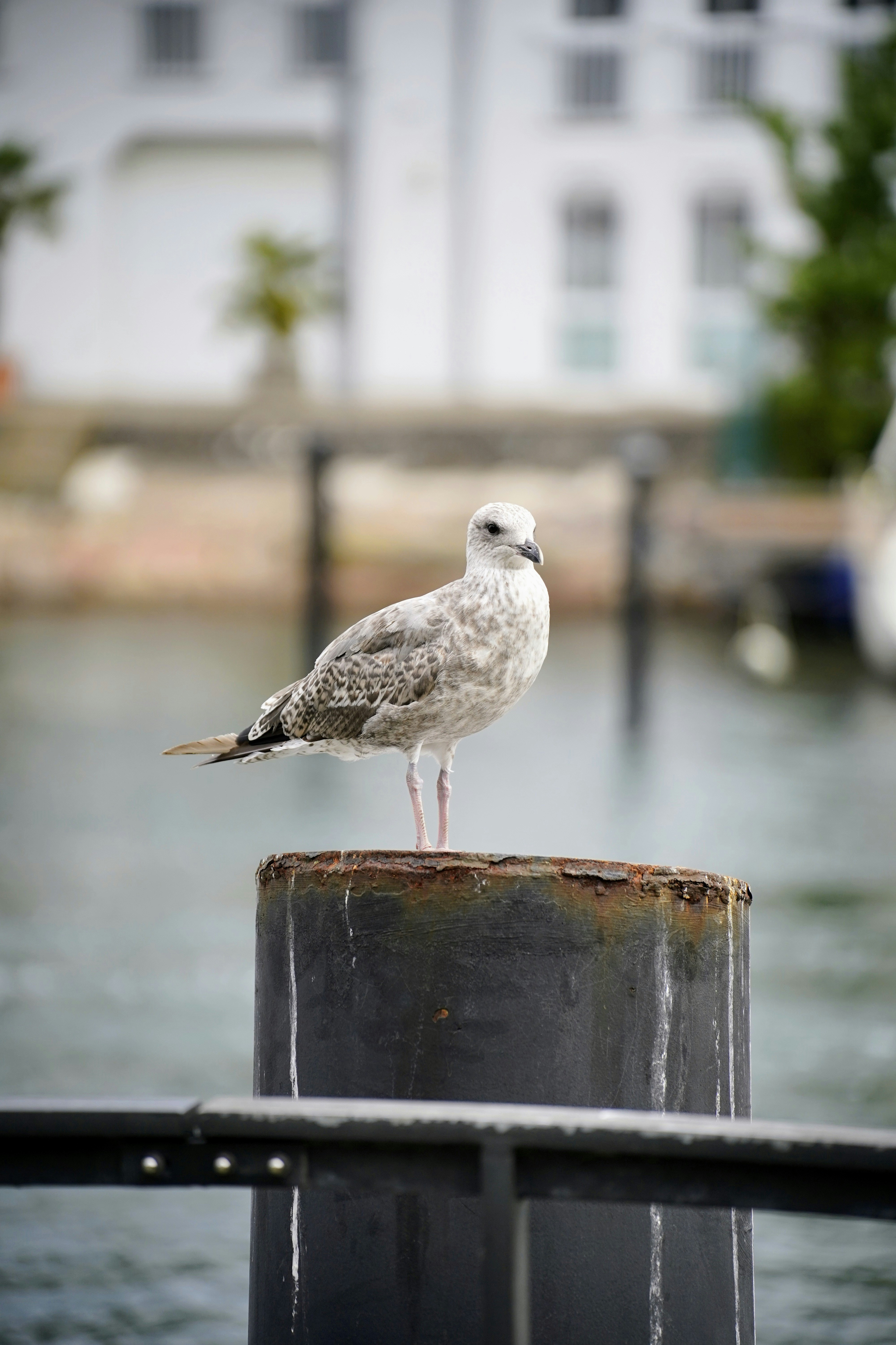 Harbor Sentinel: Gull Perched on a Rusted Post with a Quiet City Backdrop